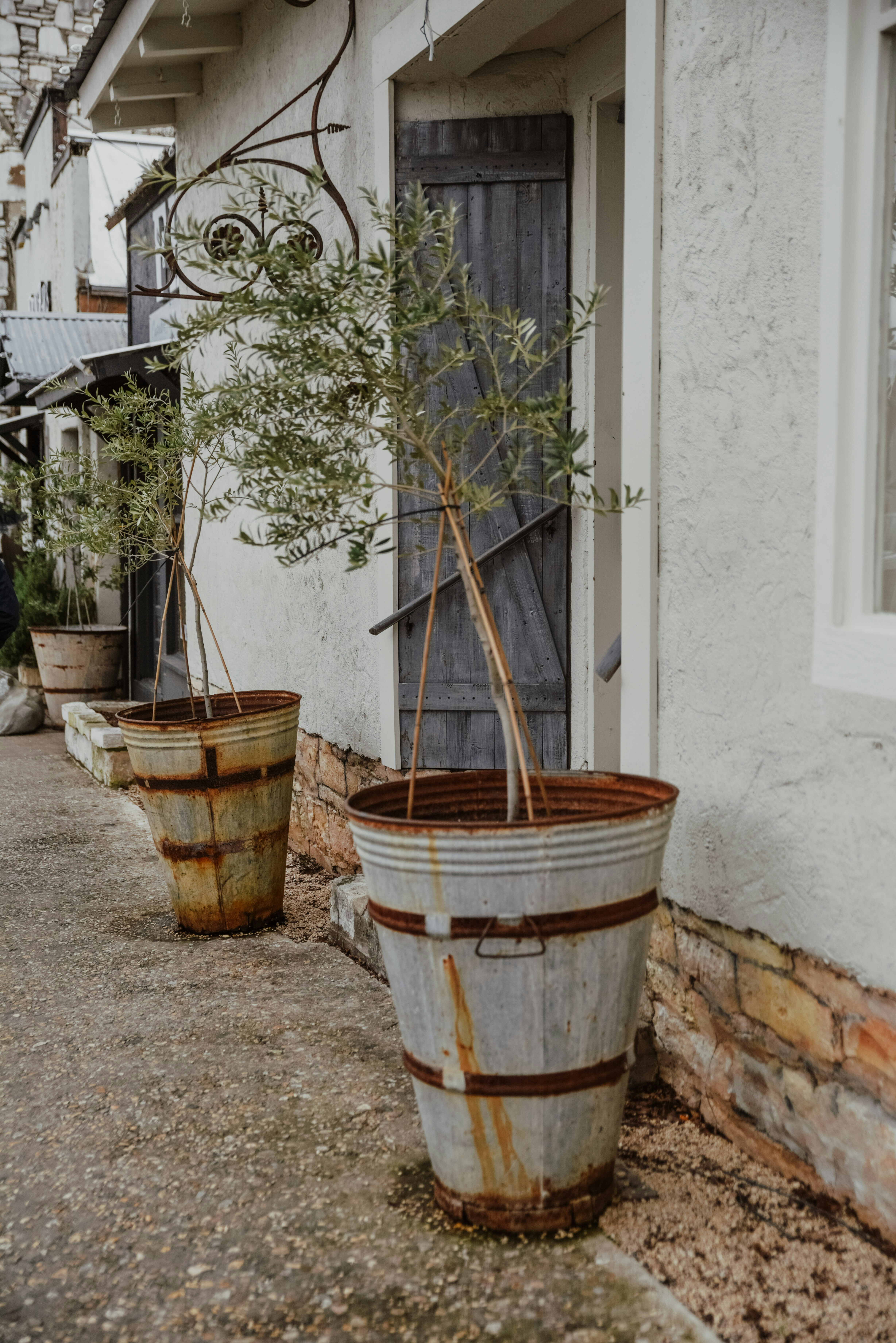 Olive Saplings in Rusted Drums Guard a Quiet Alley