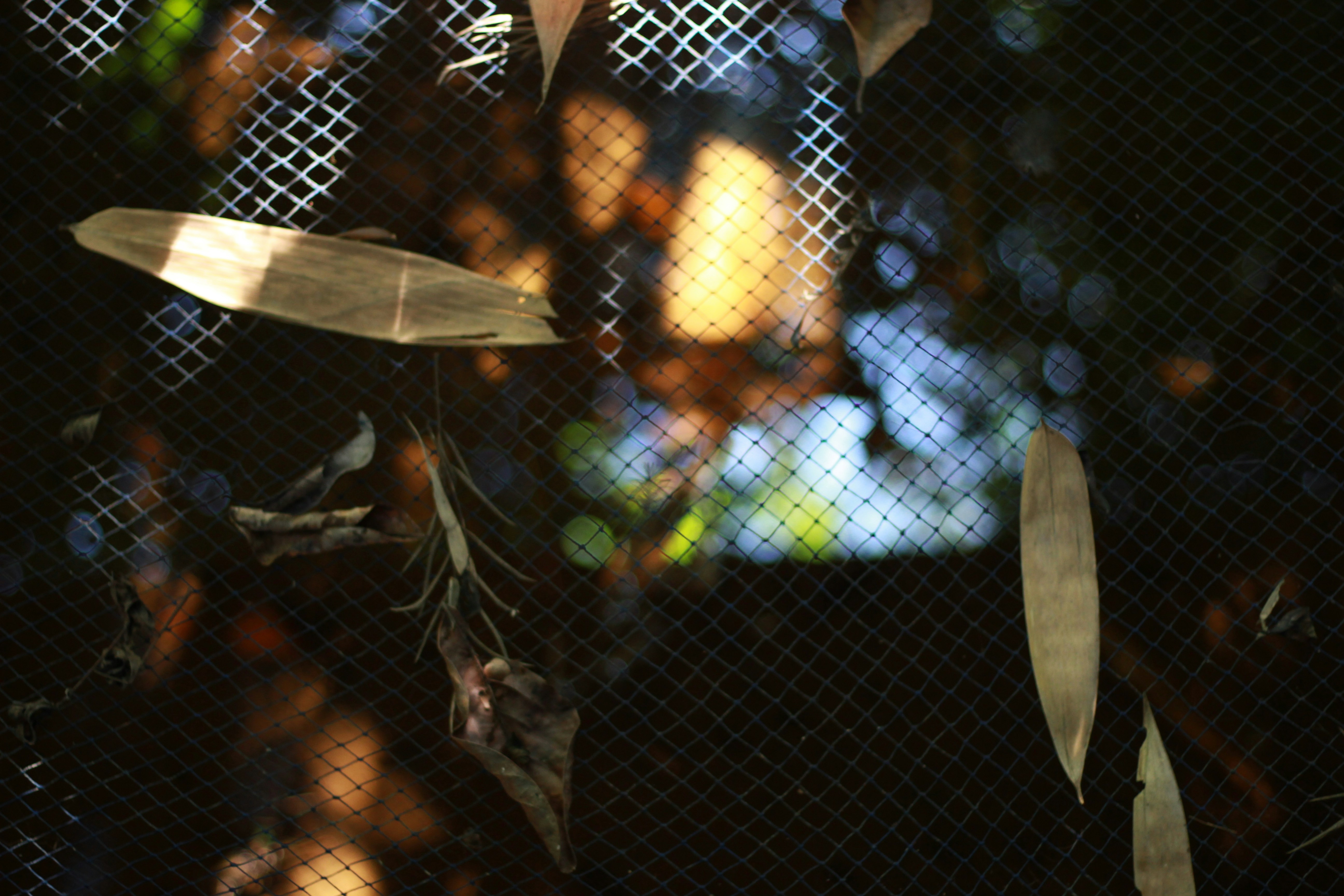 Leaves Framed by Diamond Mesh Under Dim Evening Light