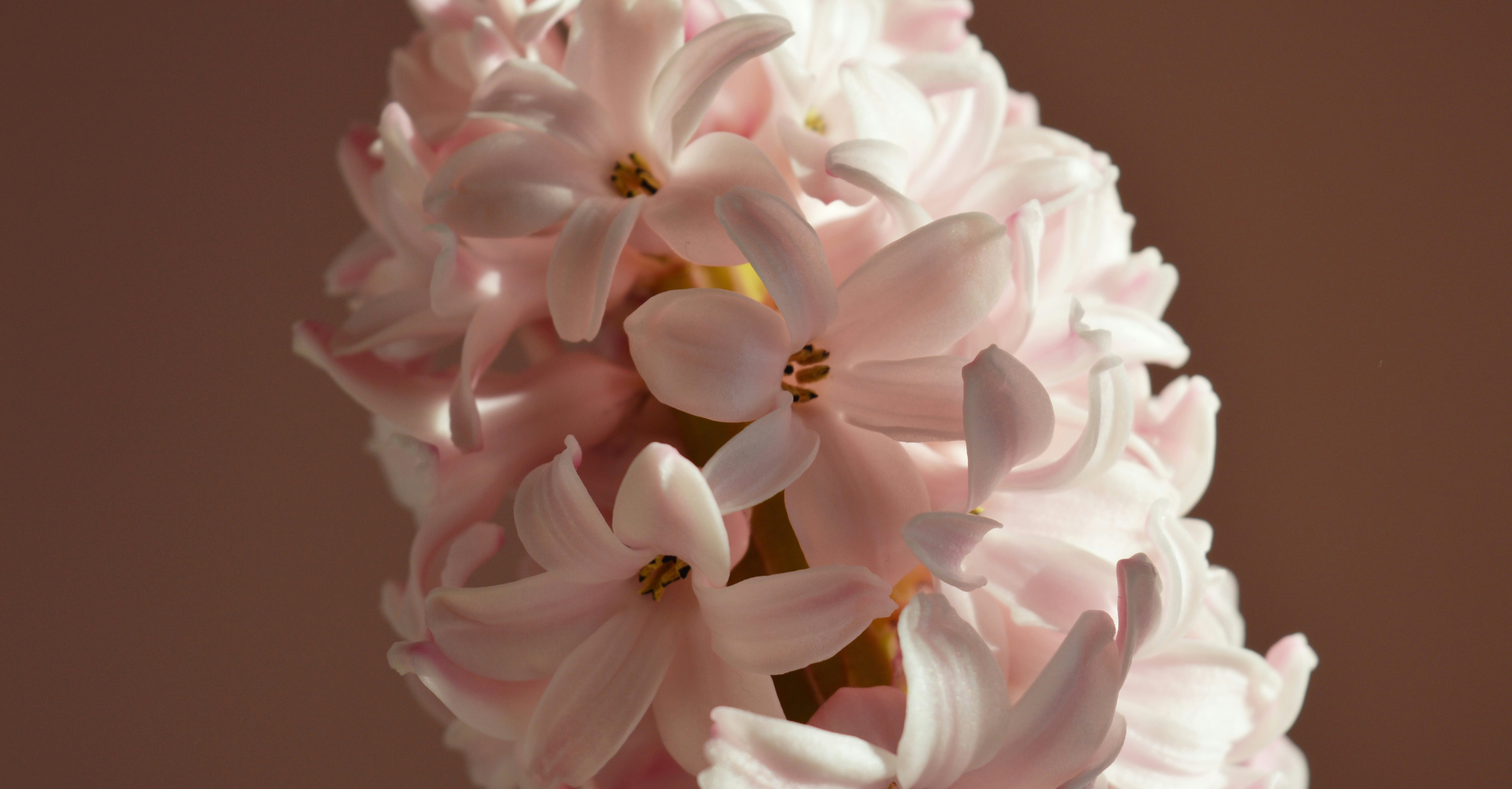 Petal Crescendo: Close-Up of a Pink Hyacinth