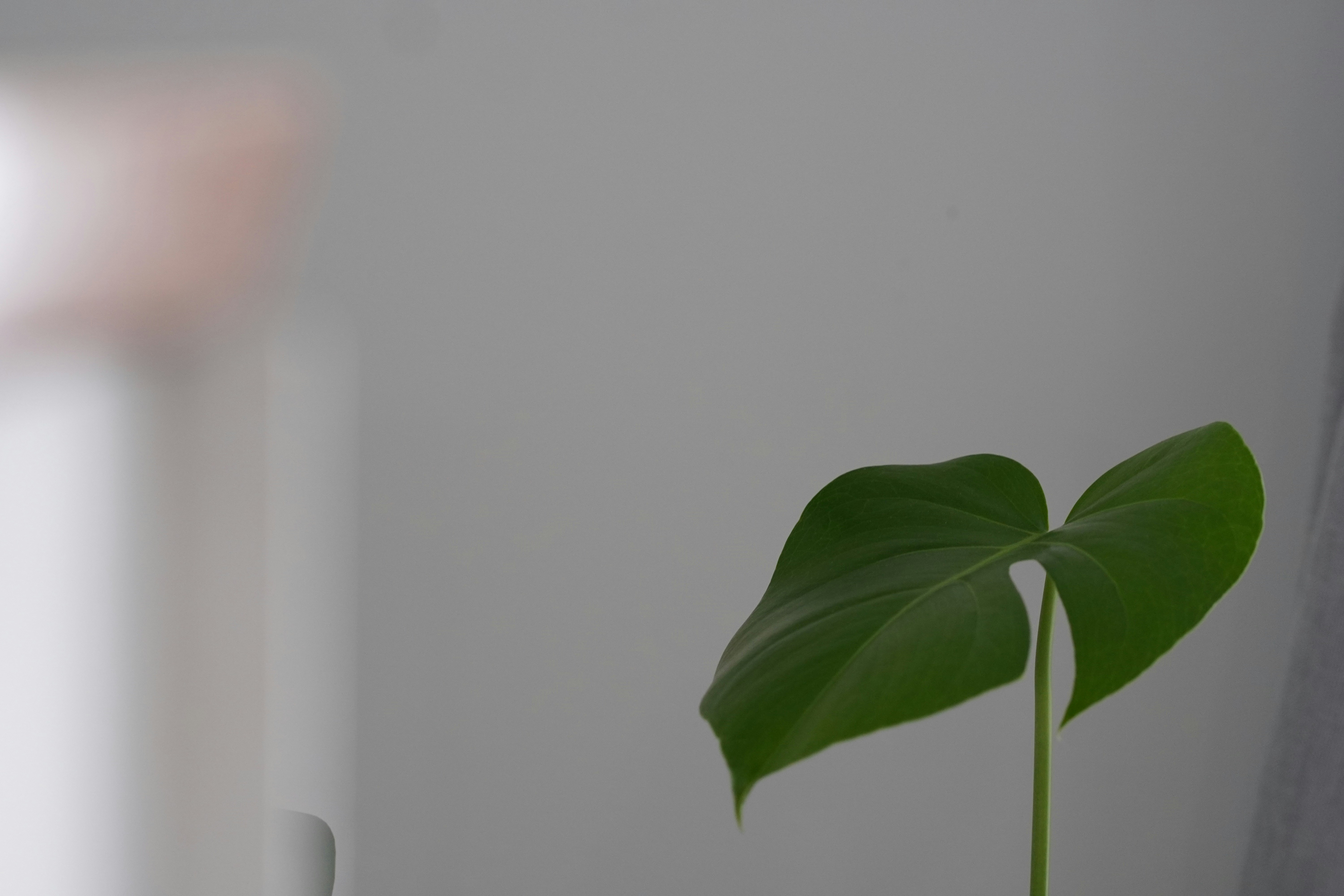 Photo by Kolby Milton with Sony Alpha 6400