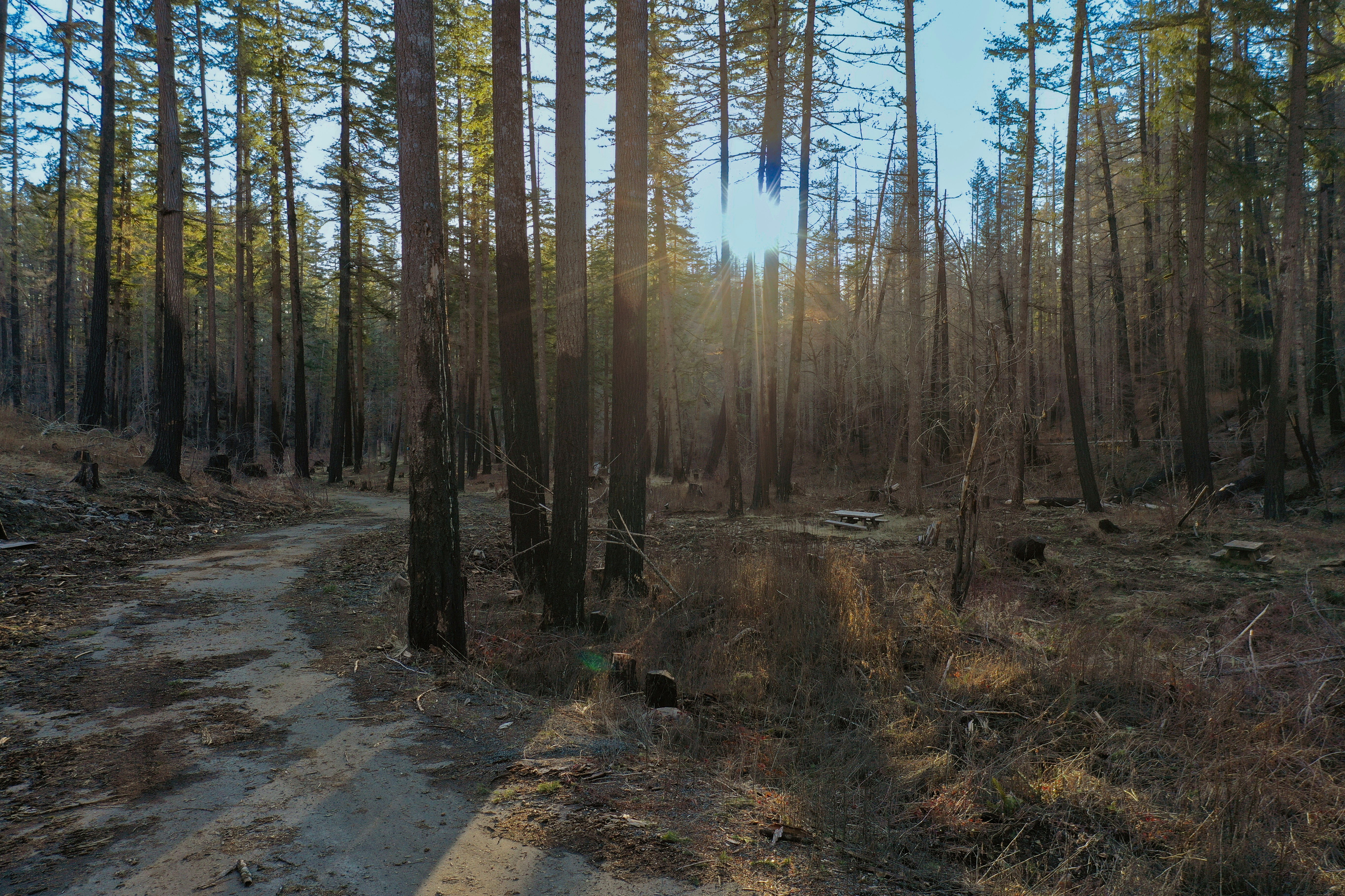 Charred trees stand tall along a dirt path in a sunlit forest recovering from fire.