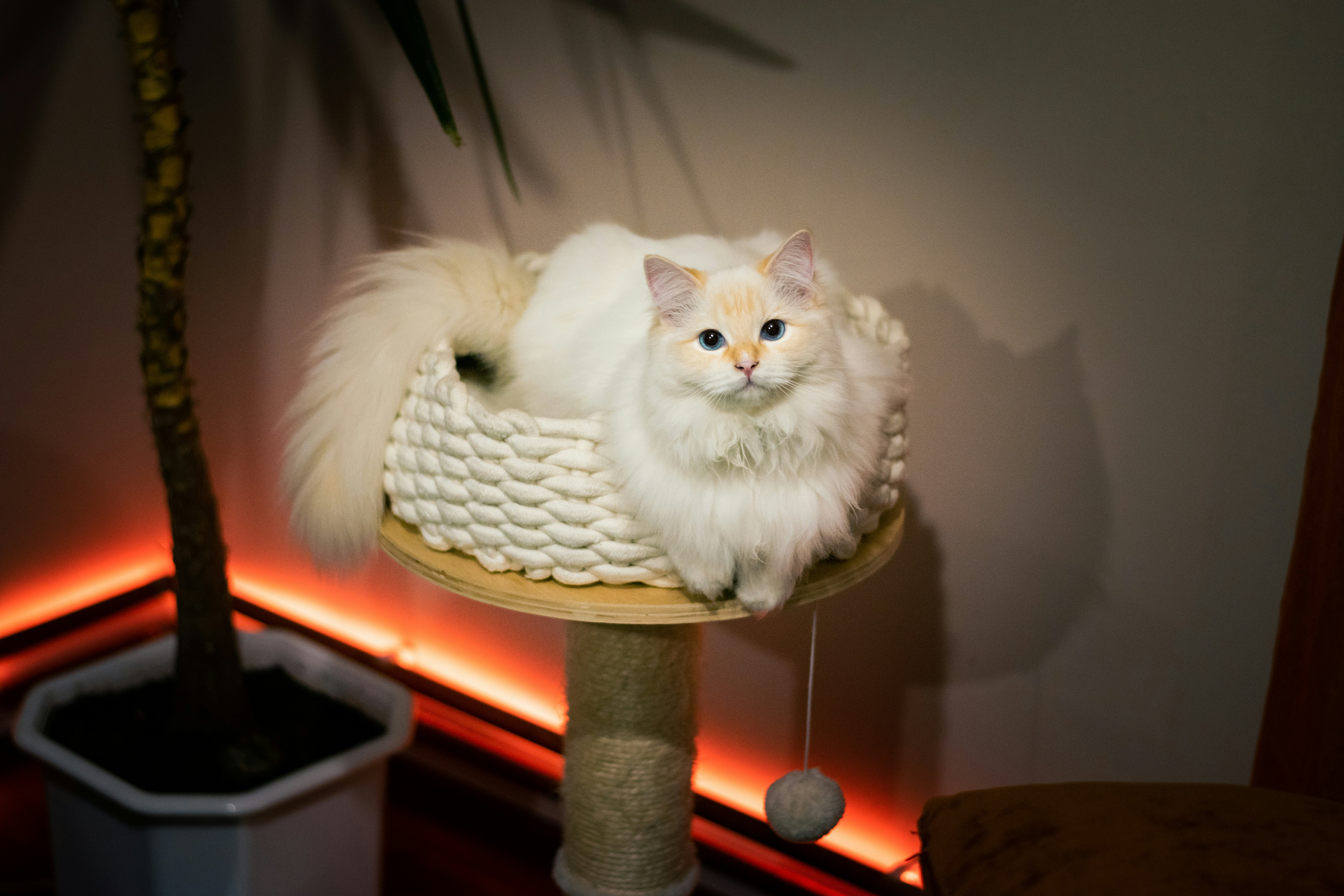 Ragdoll