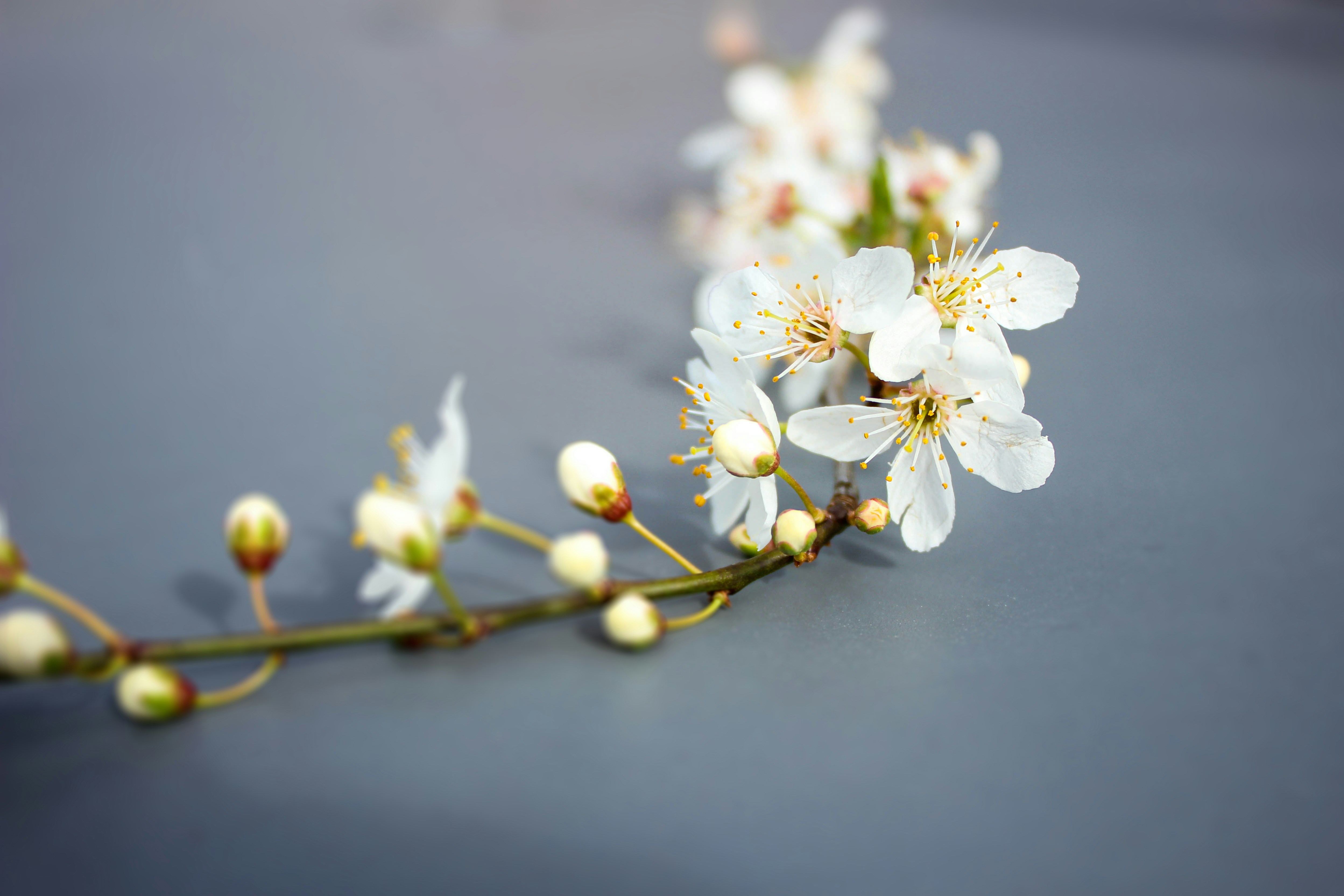 Delicate white blossoms trace a pale line on a cool blue backdrop