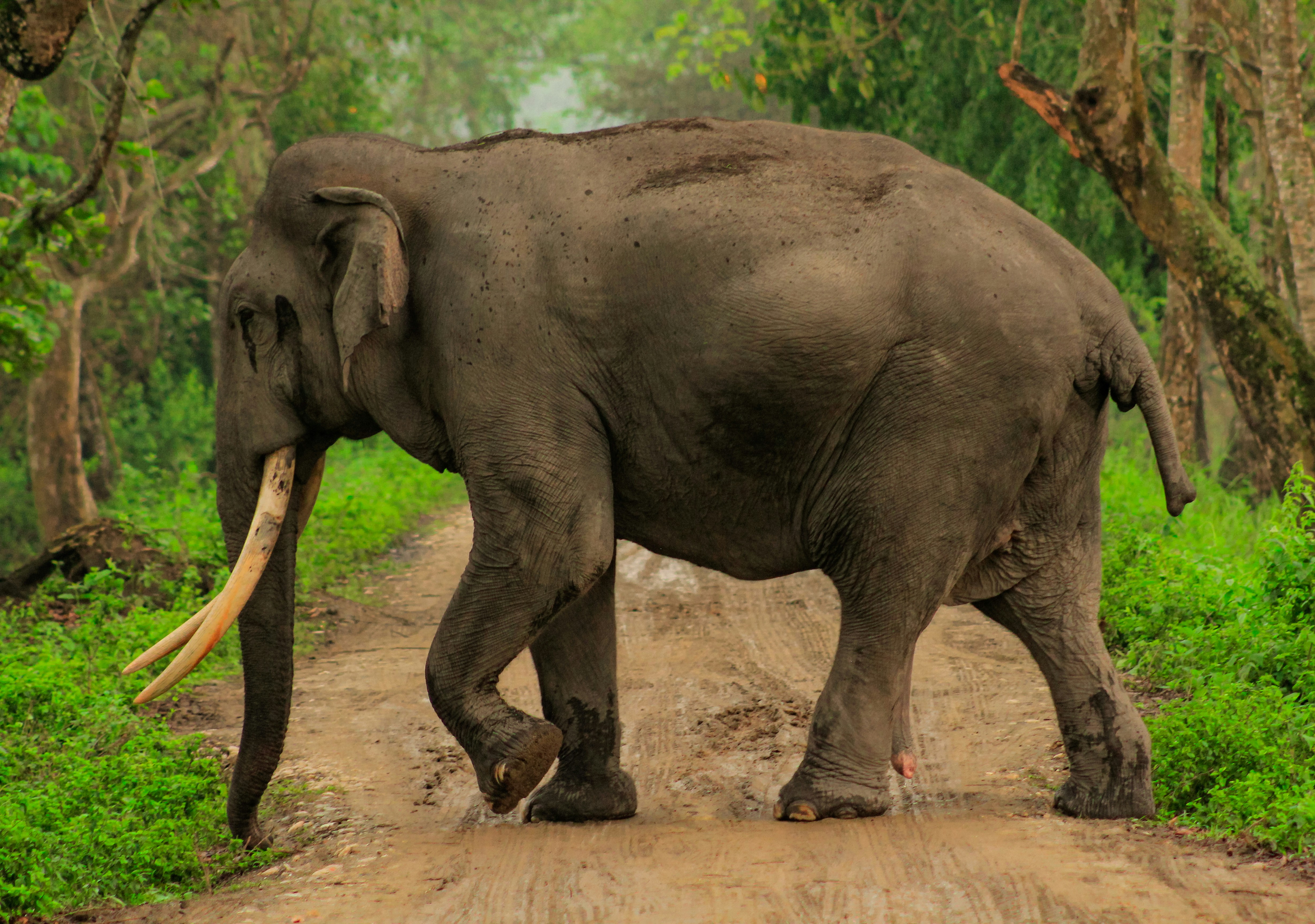 A large elephant walking down a dirt road photo – Free Wildlife Image ...
