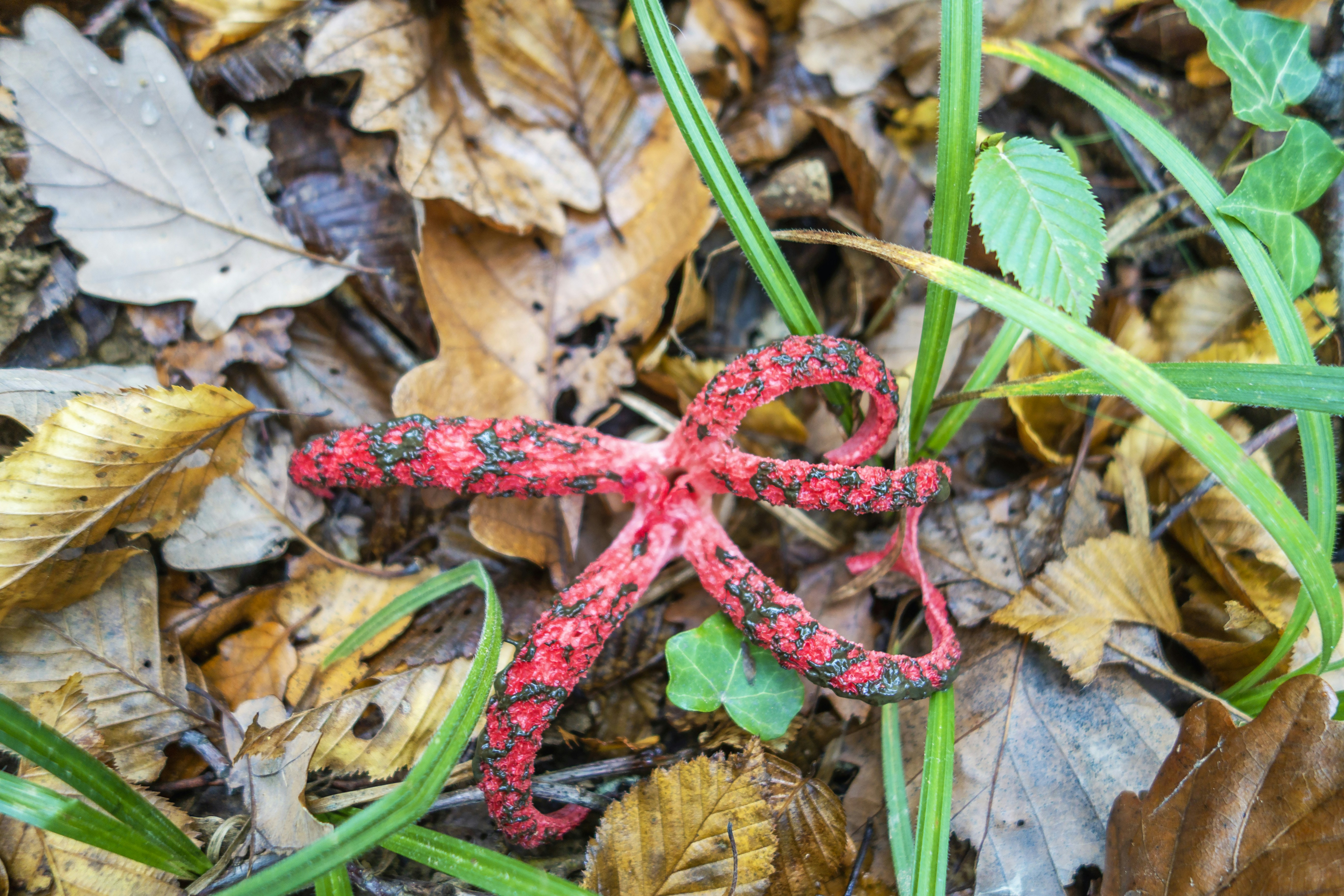 Una estrella de mar roja acostada encima de las hojas en el suelo foto ...