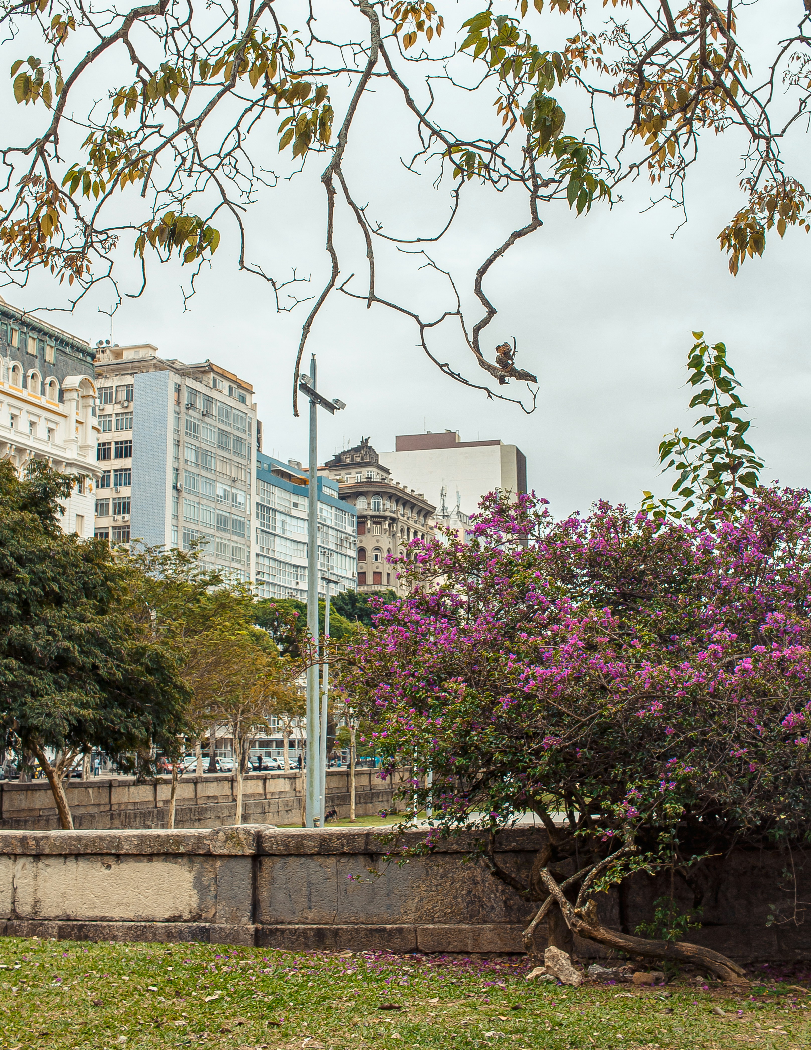a tree with purple flowers in a city park