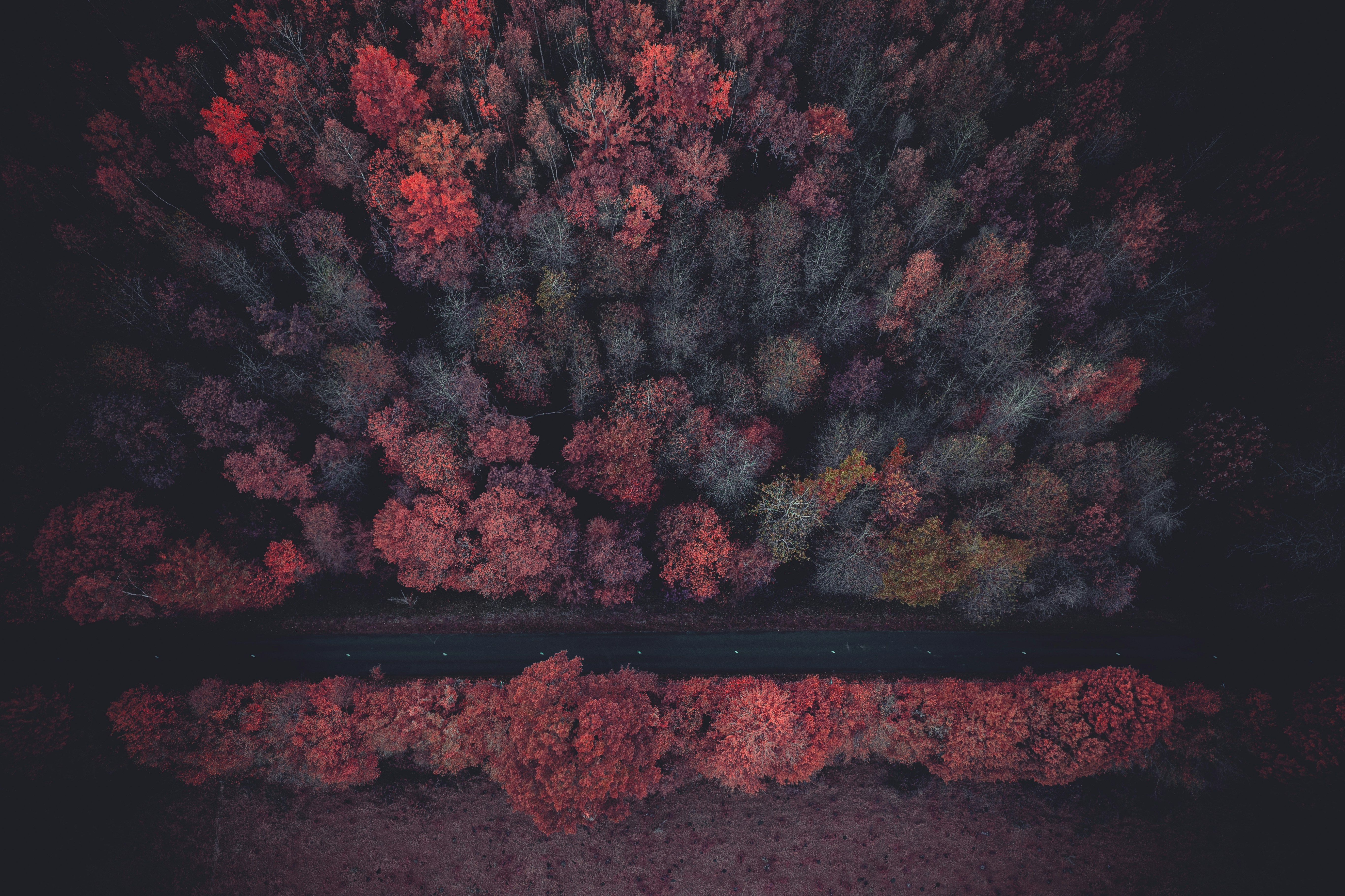 Aerial view of a forest with rich red and orange autumn foliage lining a narrow road.