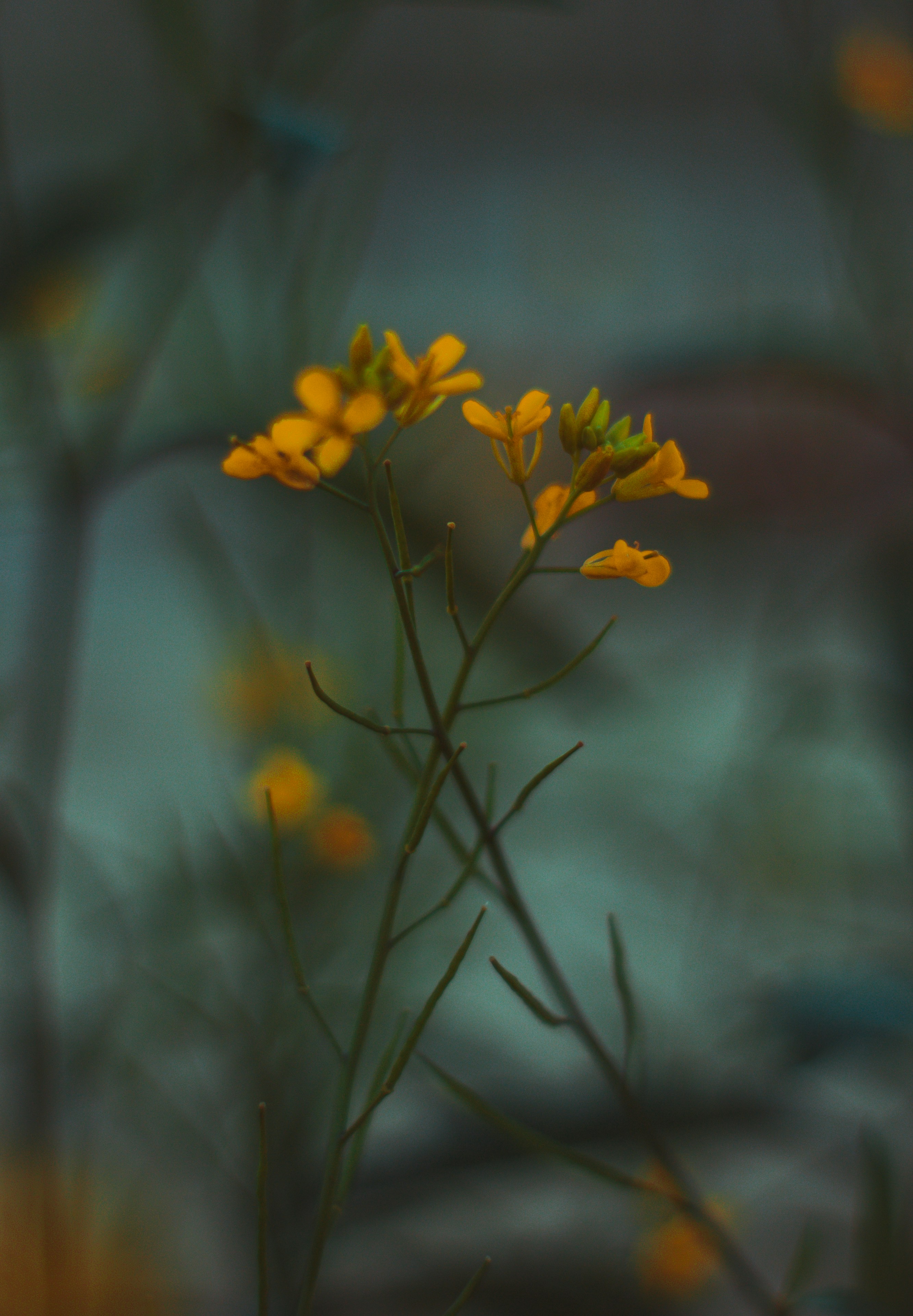 Amber Tiny Blossoms Framed by Velvet Teal Blur