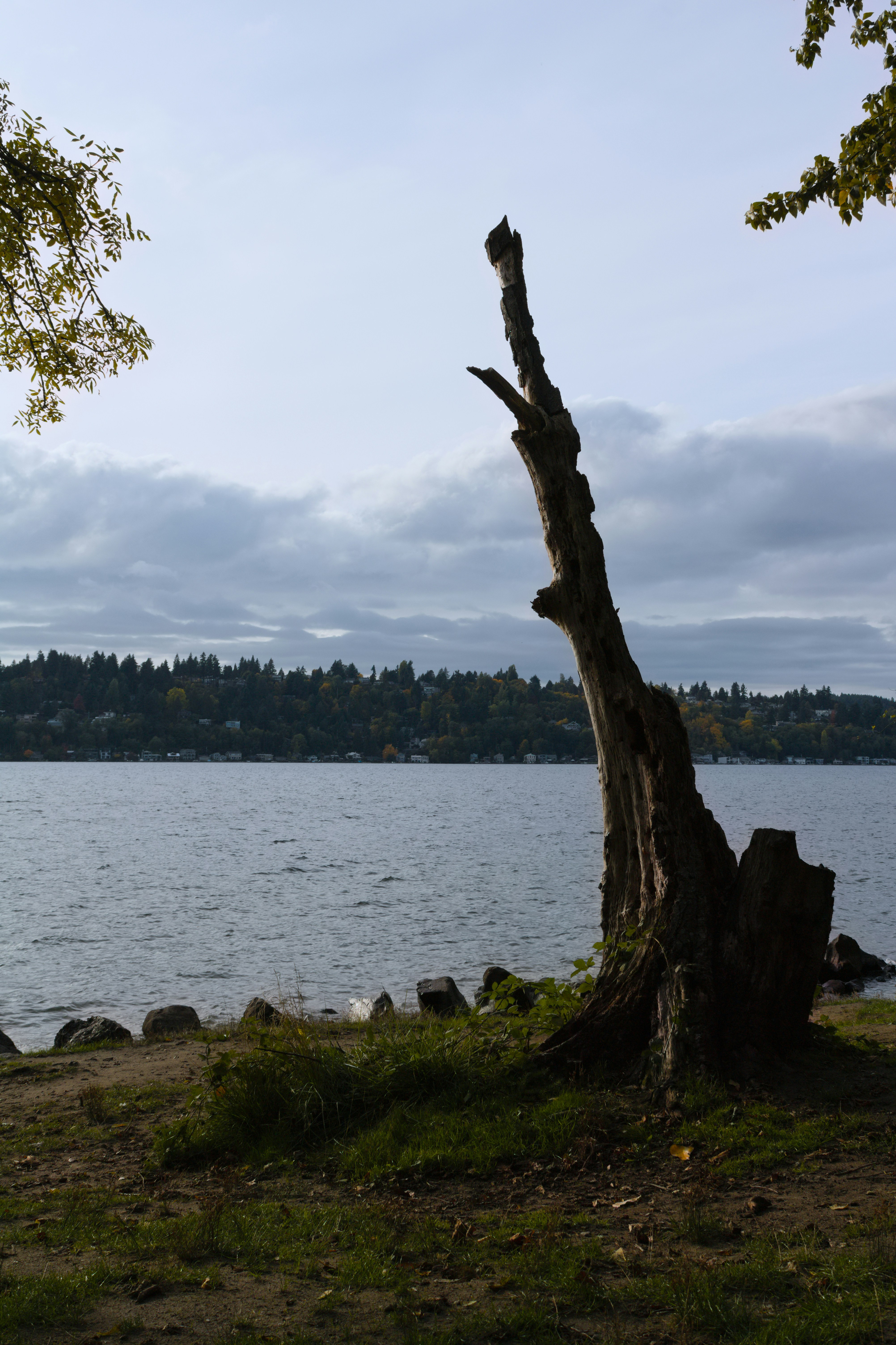 View of a dead tree looking out over Lake Washington from Saint Edward State Park