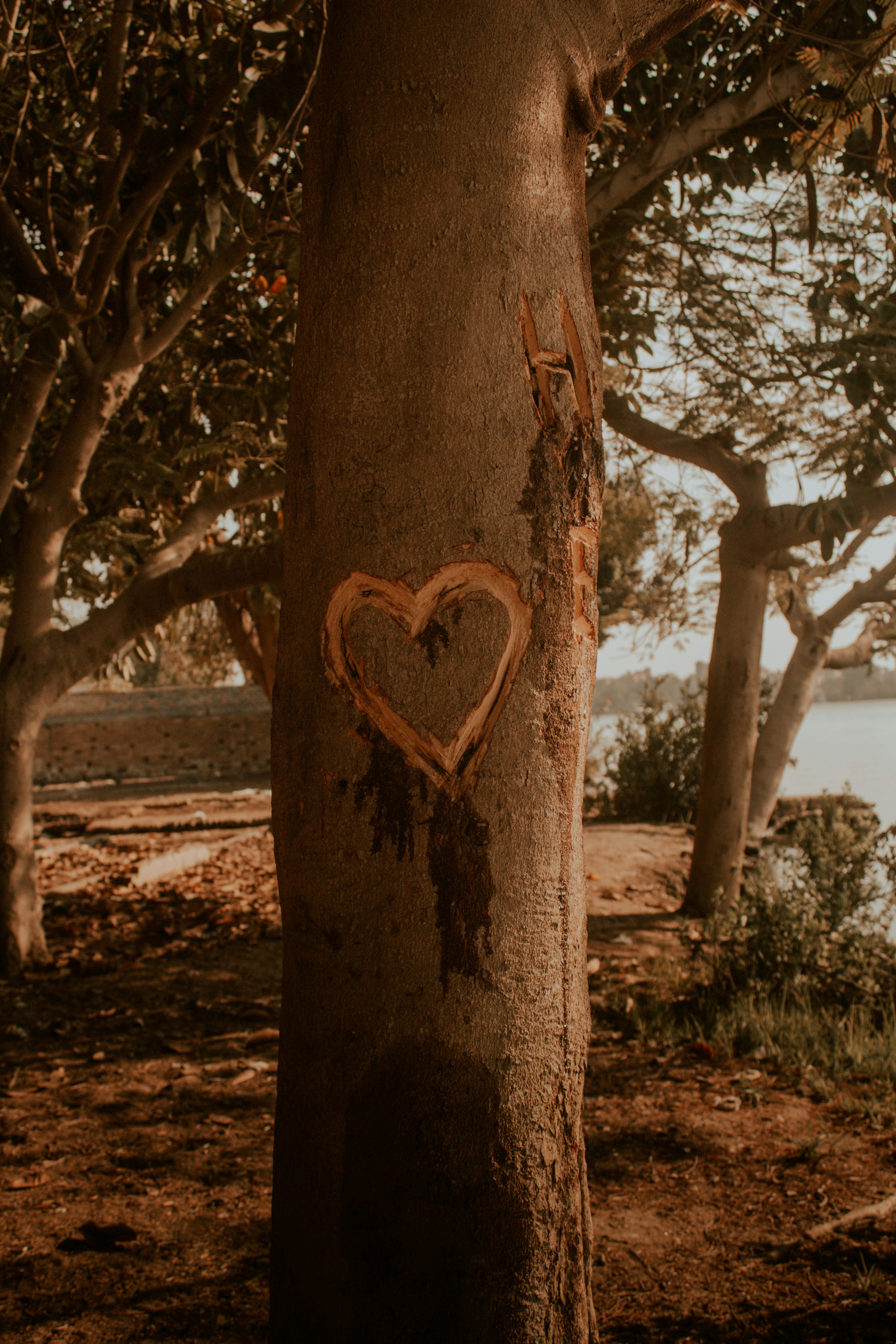 Heart Carved In Tree