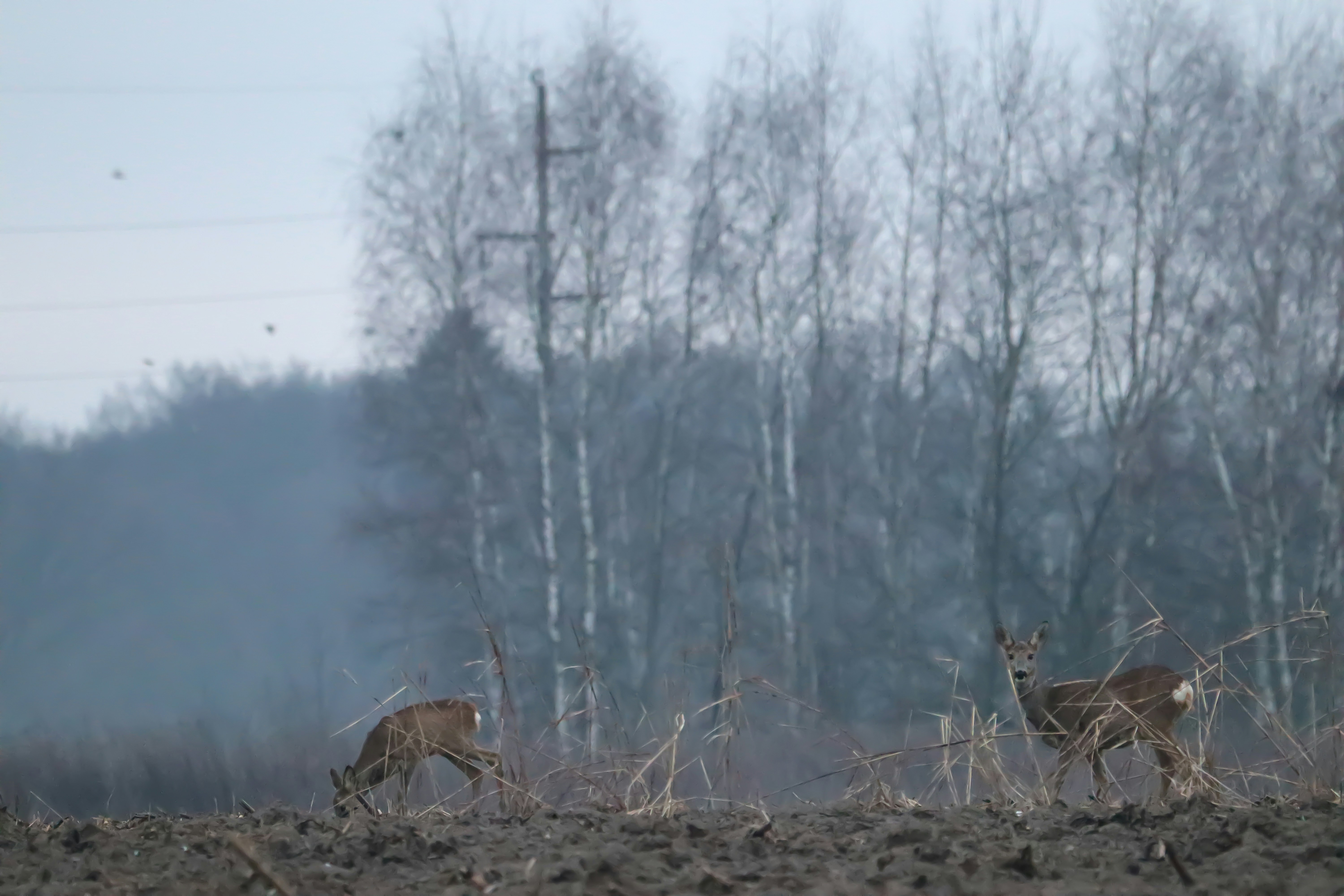 Two Deer at the Edge of a Quiet Winter Field