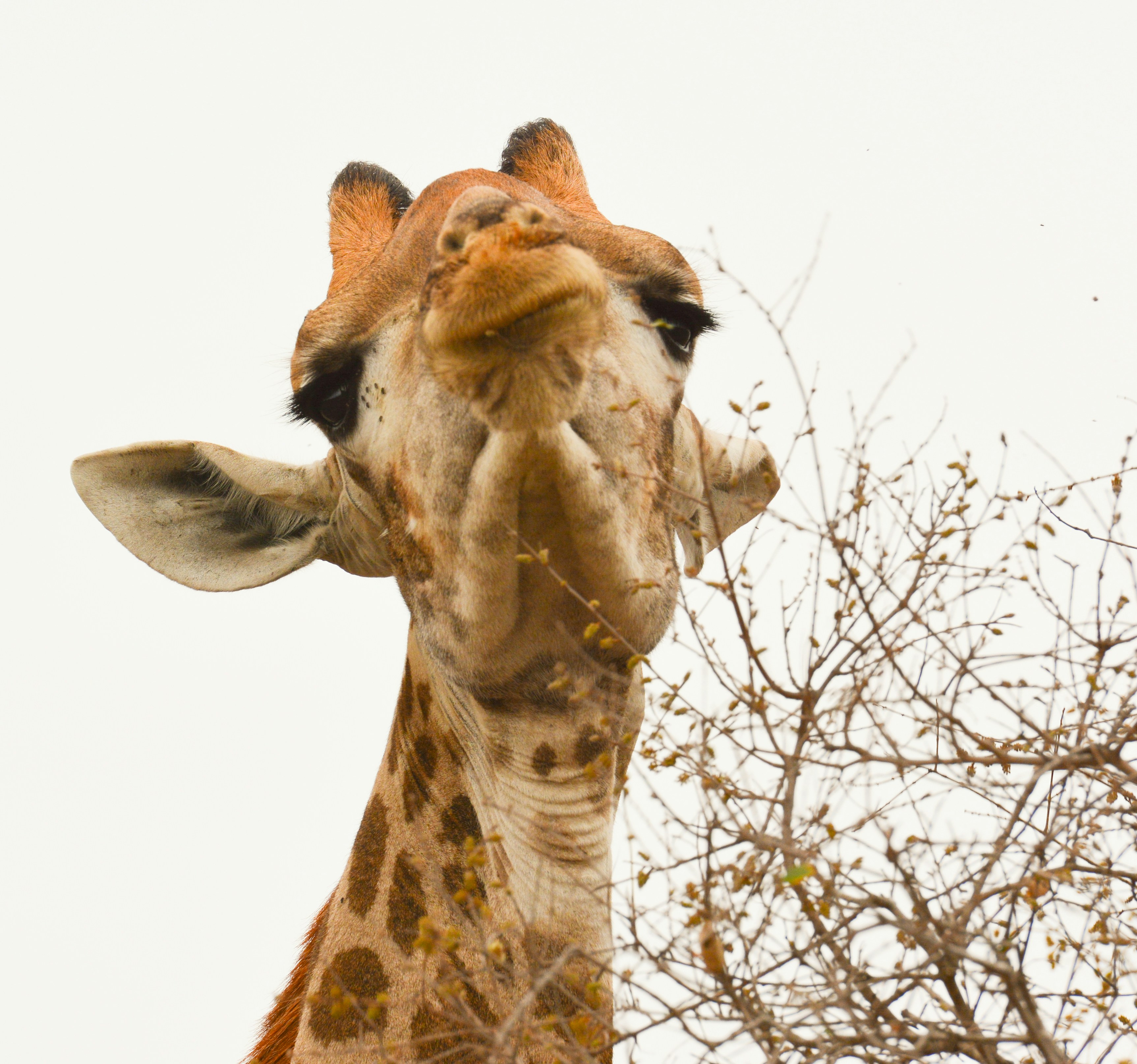 A close up of a giraffe near a tree photo – Free Animal Image on Unsplash