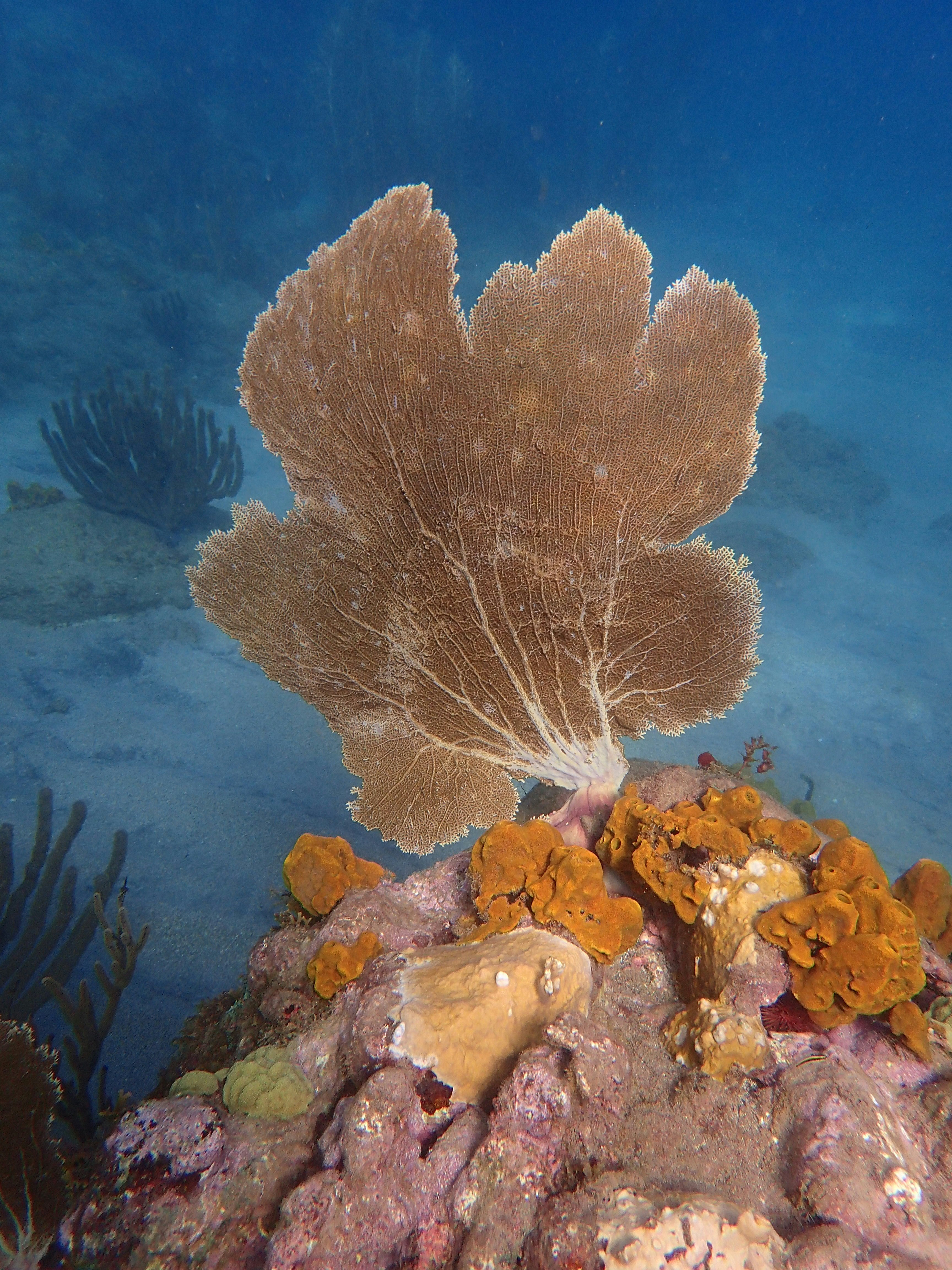 A large brown sea fan sitting on top of a coral photo – Free Animal ...