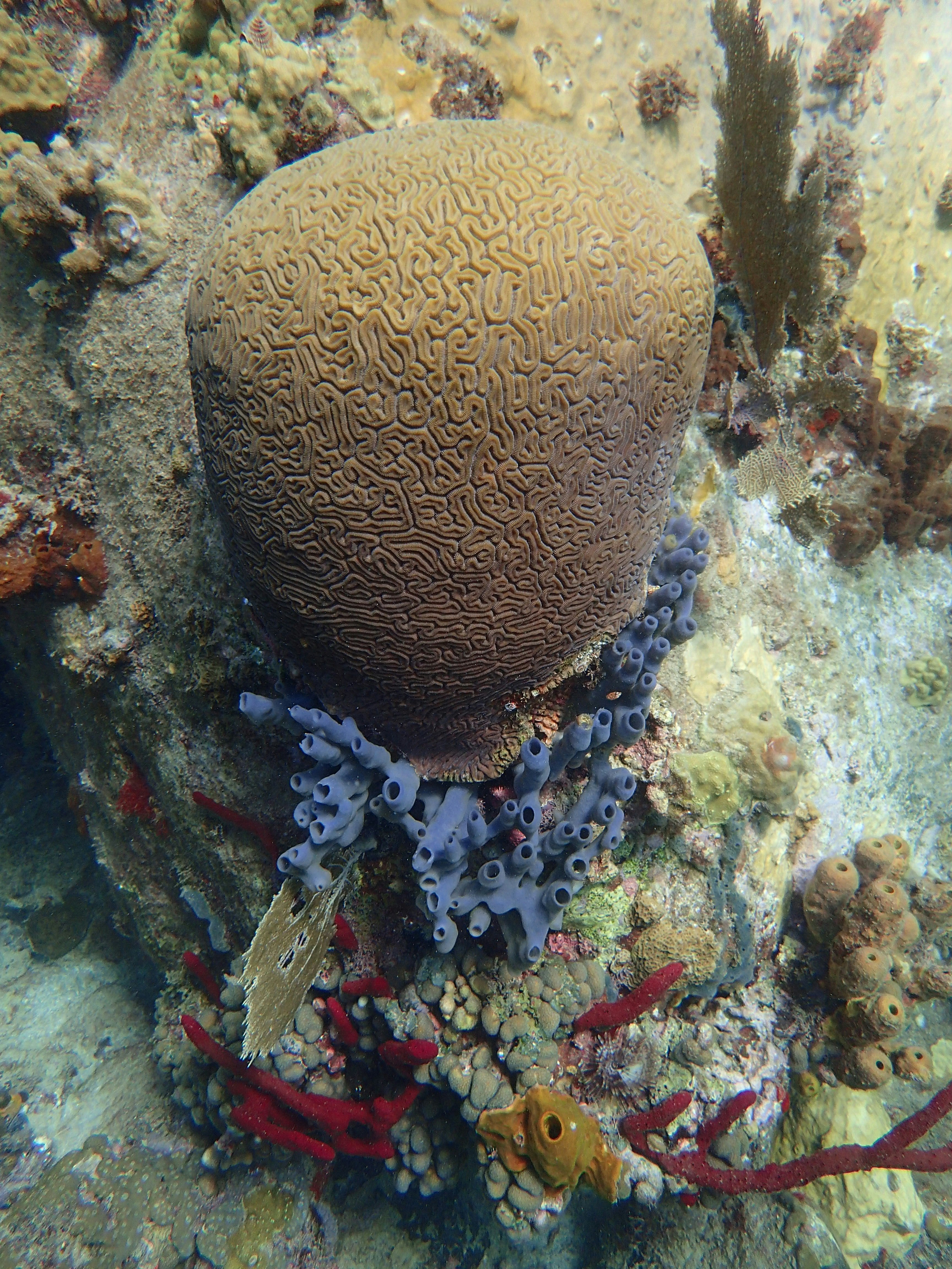 Underwater scene with a large brain coral as the focal point. Blue tube corals and red sea fans frame a small yellow reef fish amid a vibrant coral garden.