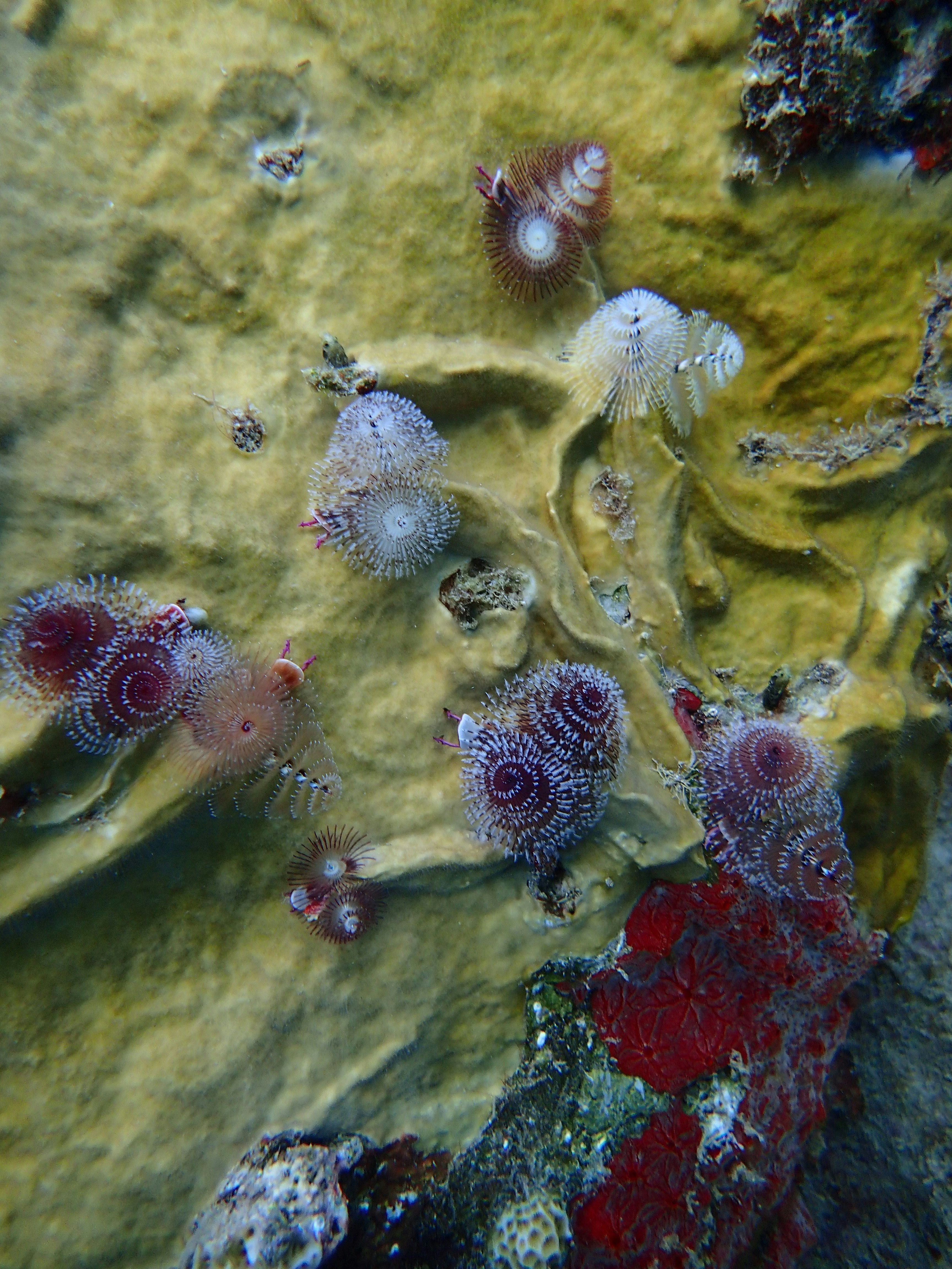 Macro underwater photograph of spiral sea anemones clinging to a yellow rocky reef, their tentacles forming circular patterns. Red encrusted patches add contrast to the scene.