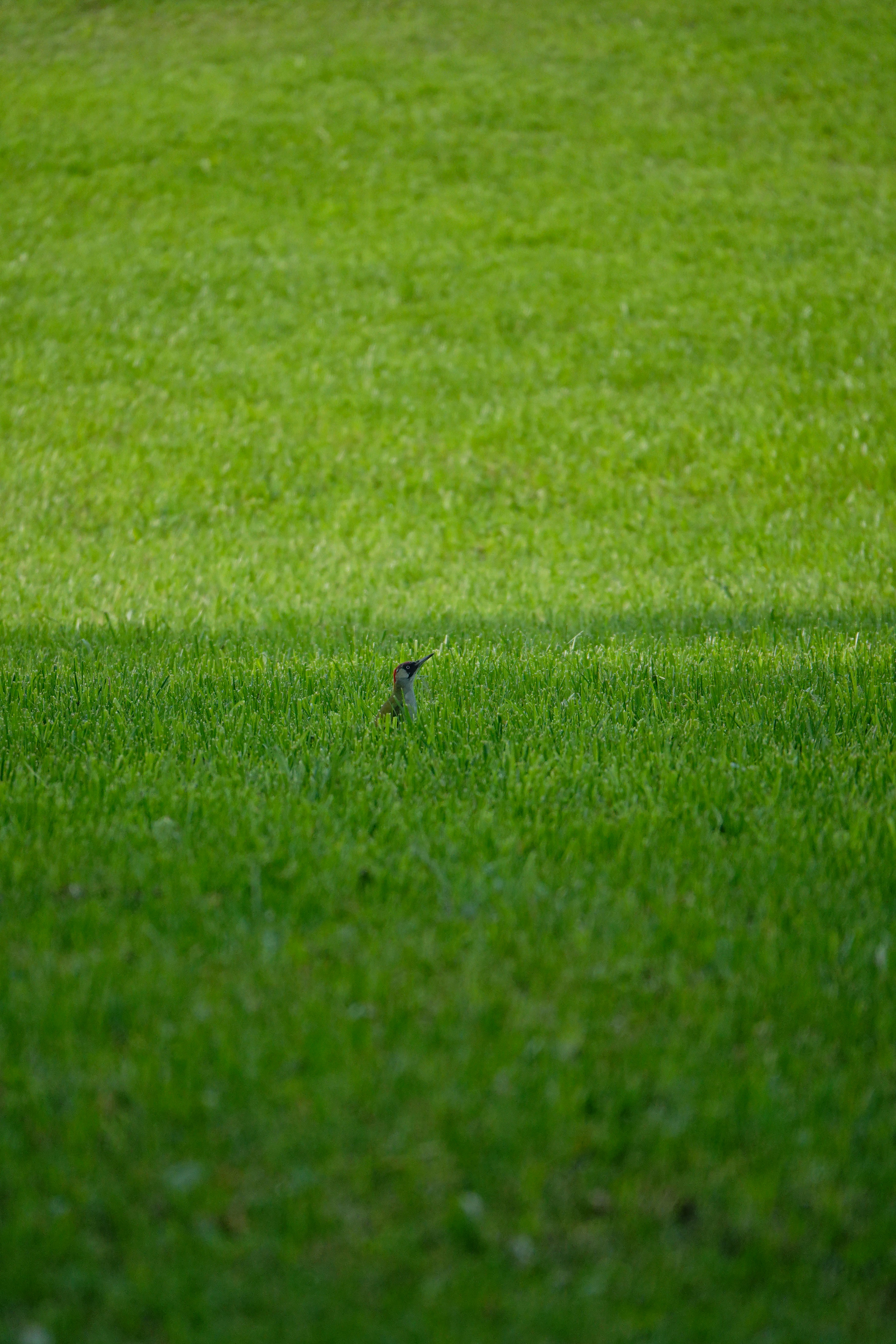 A small bird peeks through a lush green lawn, surrounded by vibrant grass. The subtle interplay of light and shadow adds depth to the scene.