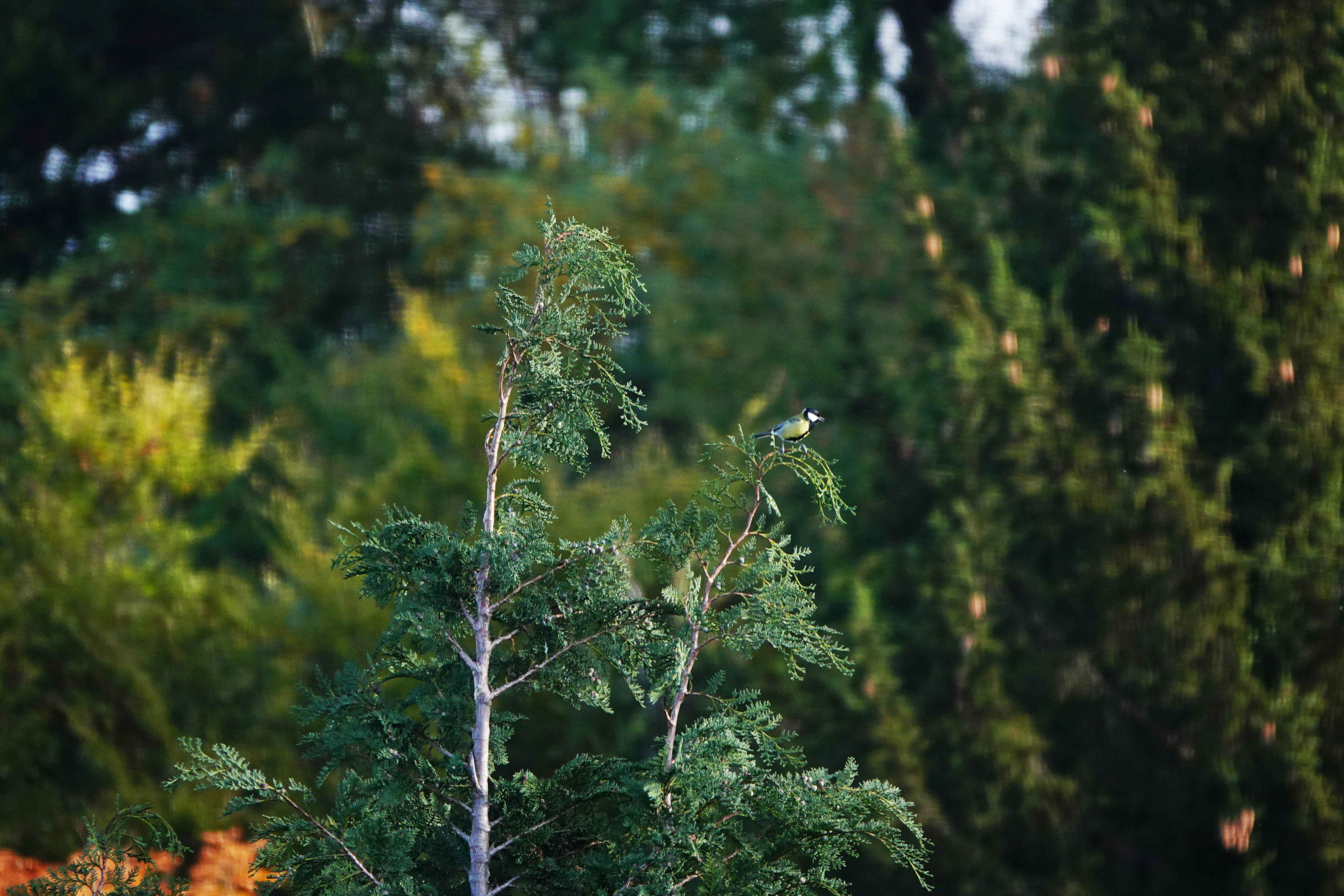 Small bird perched atop lush green tree with dense forest background.