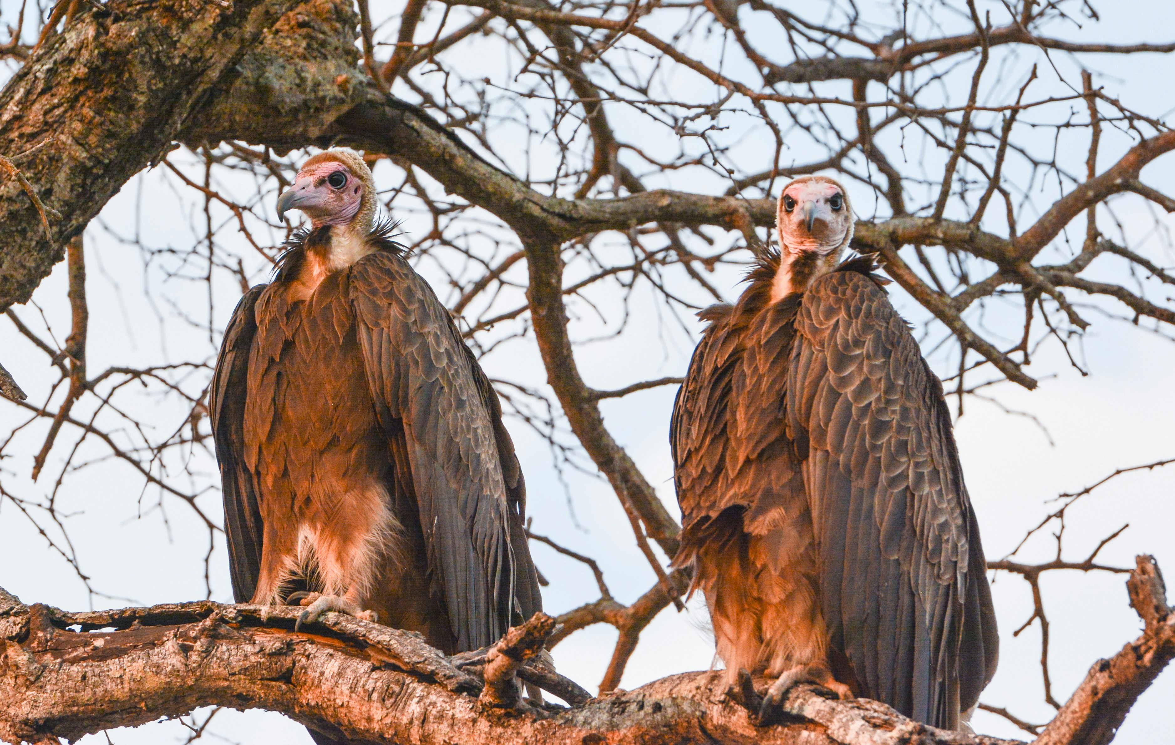 Two vultures are perched on a tree branch photo – Free Animal Image on ...