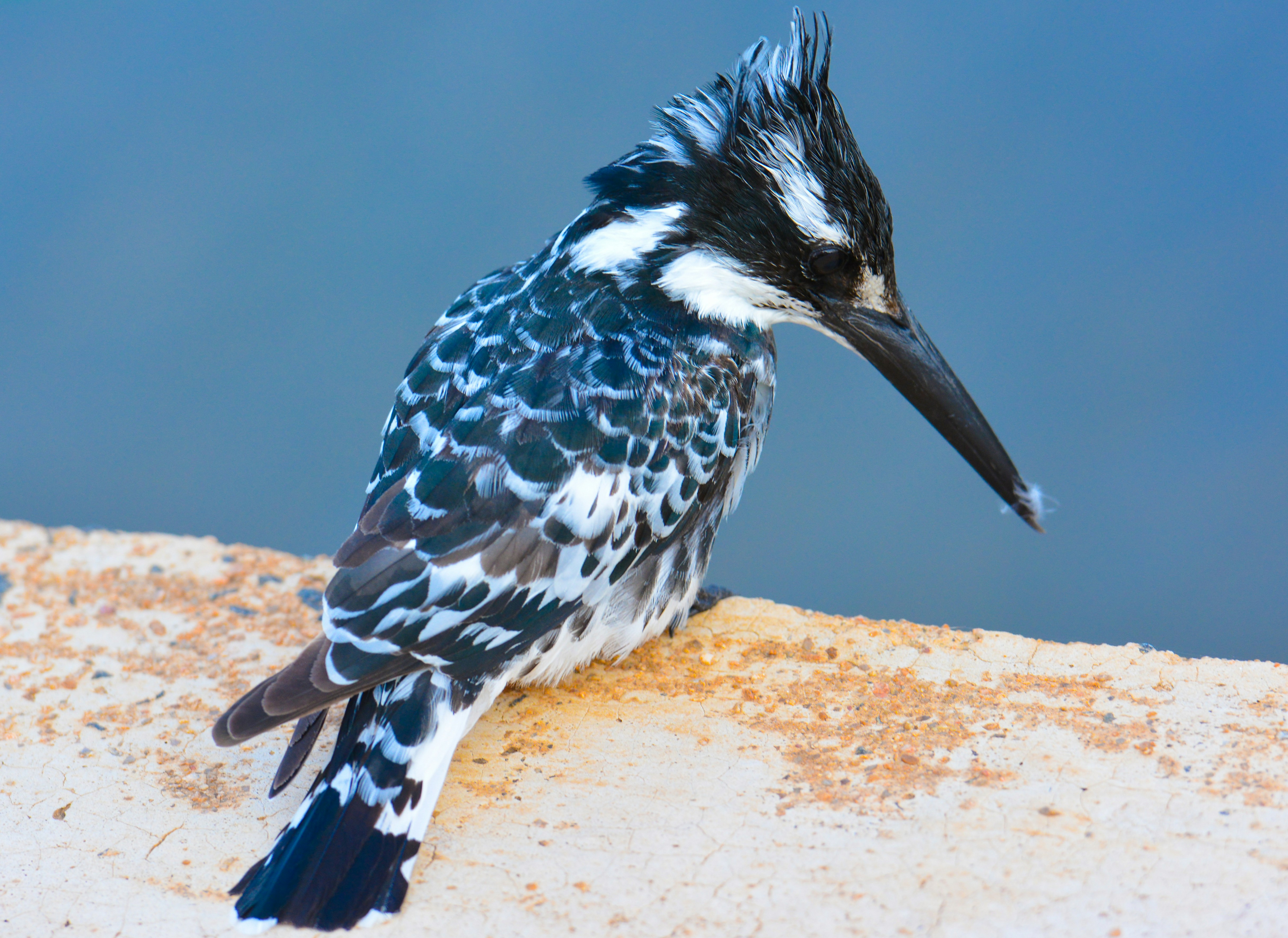 Azure Crest on the Ledge: Pied Kingfisher's Quiet Vigil