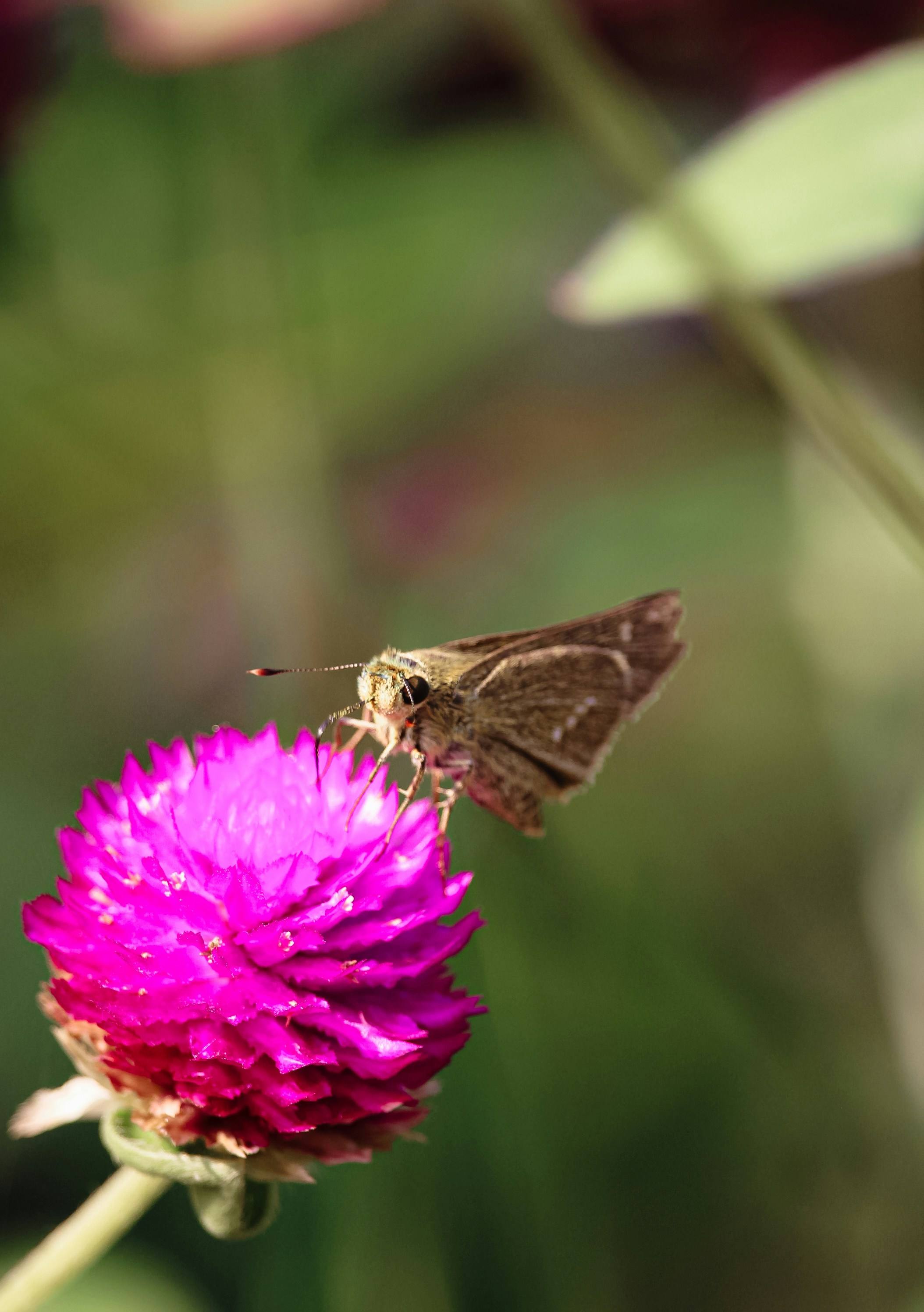 a small brown butterfly sitting on a pink flower