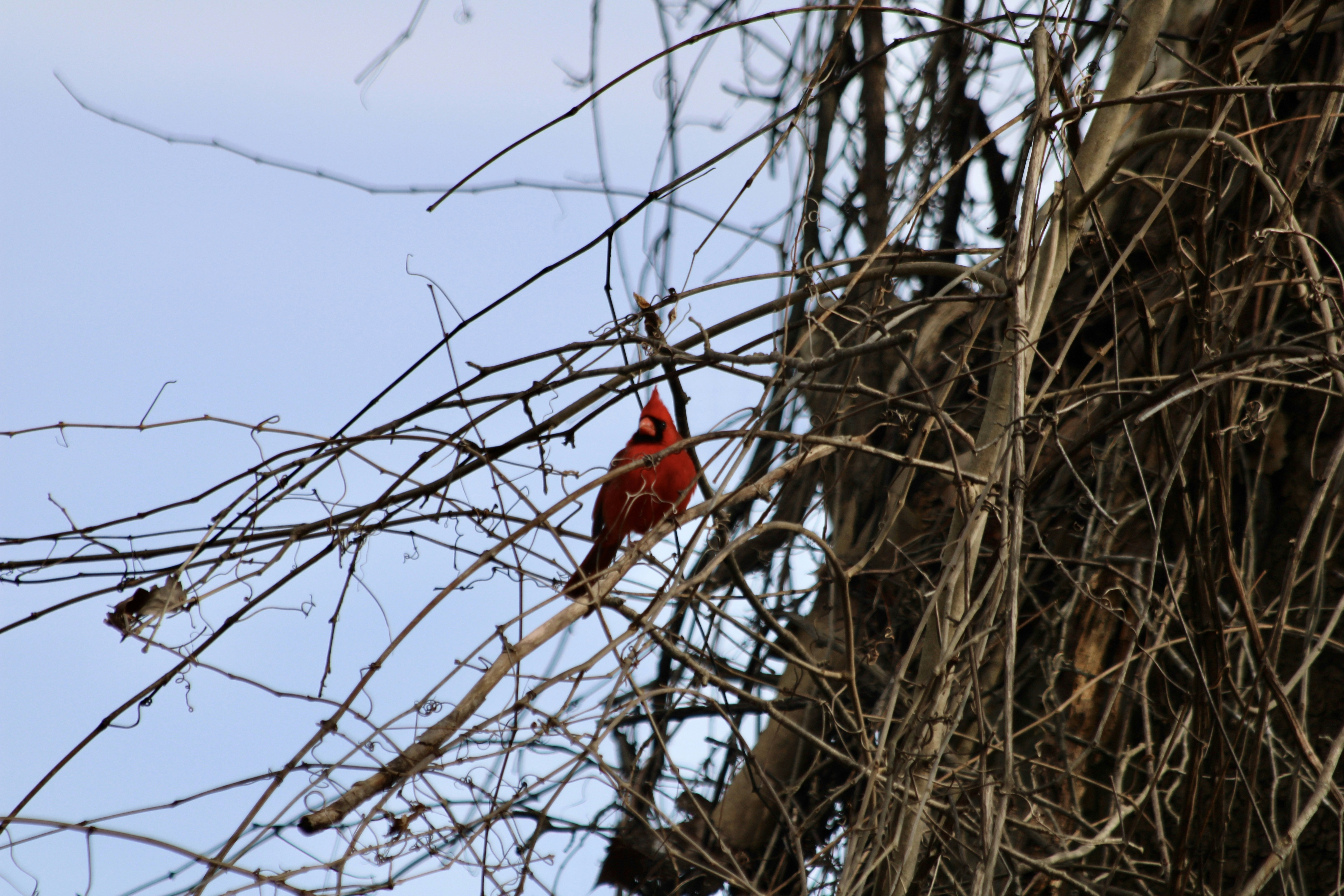 Scarlet Cardinal on a Winter Lattice
