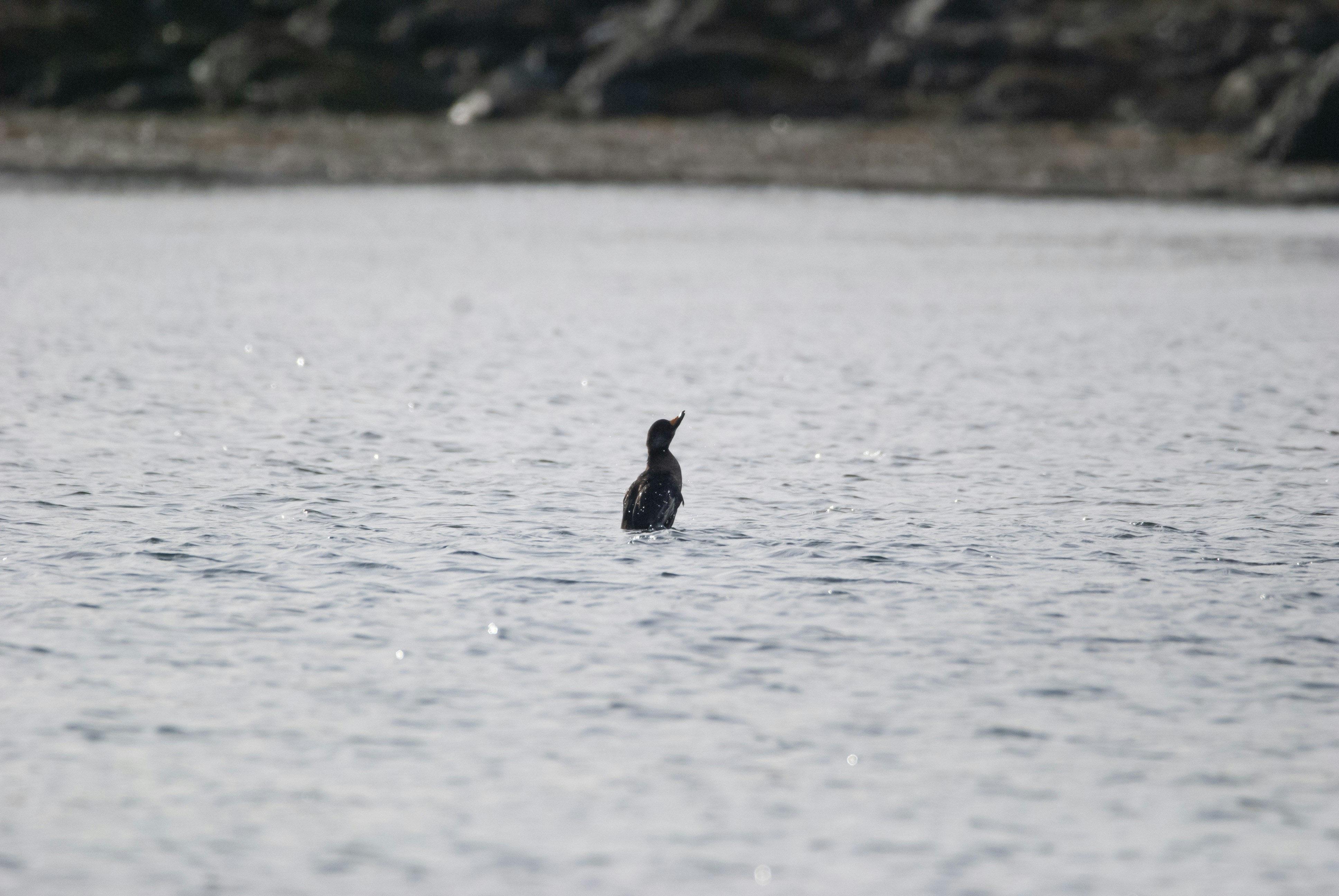 Black Scoter shakes off by the shore