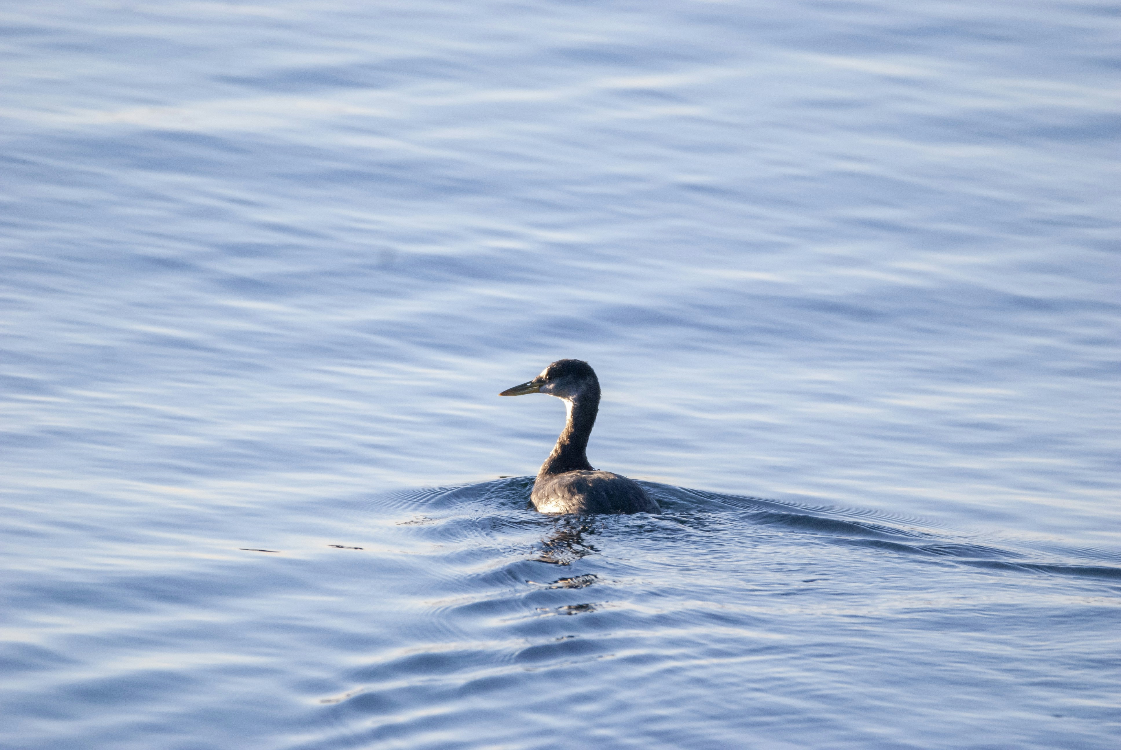 Red Necked Grebe swimming into sun