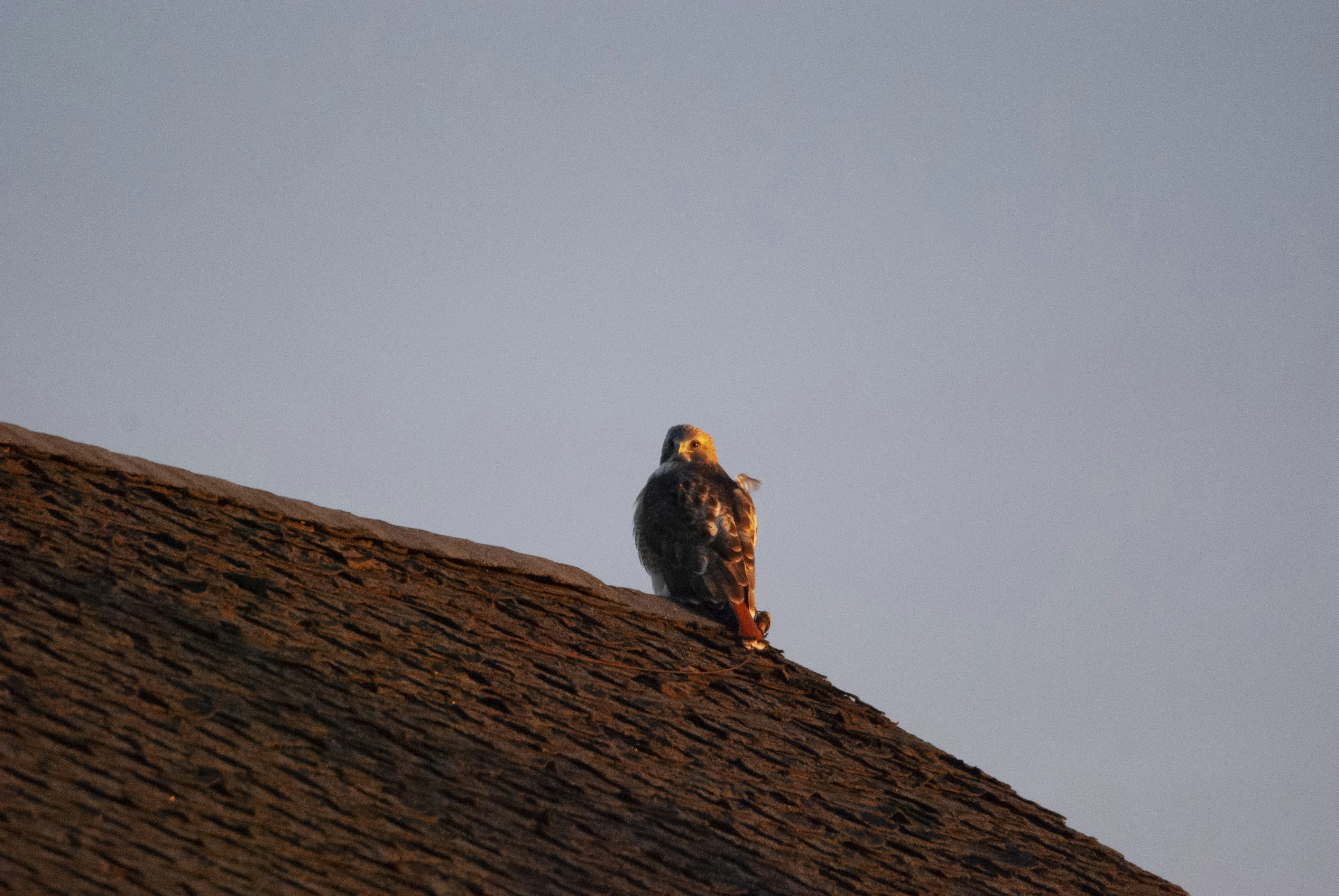 Rooftop Sentinel: a lone raptor on sunlight-warmed shingles