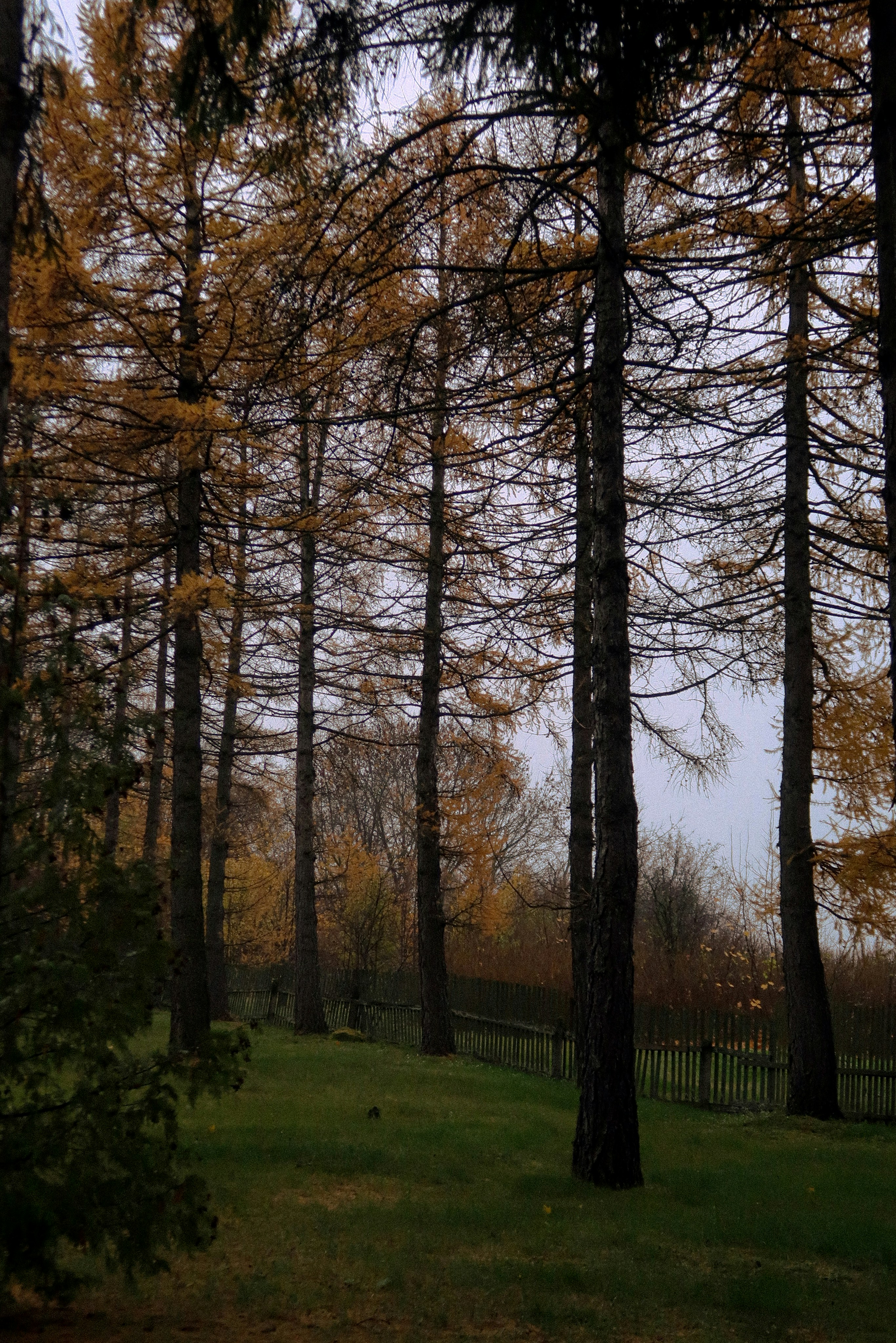 A field with trees and a fence in the background photo – Free Tree ...