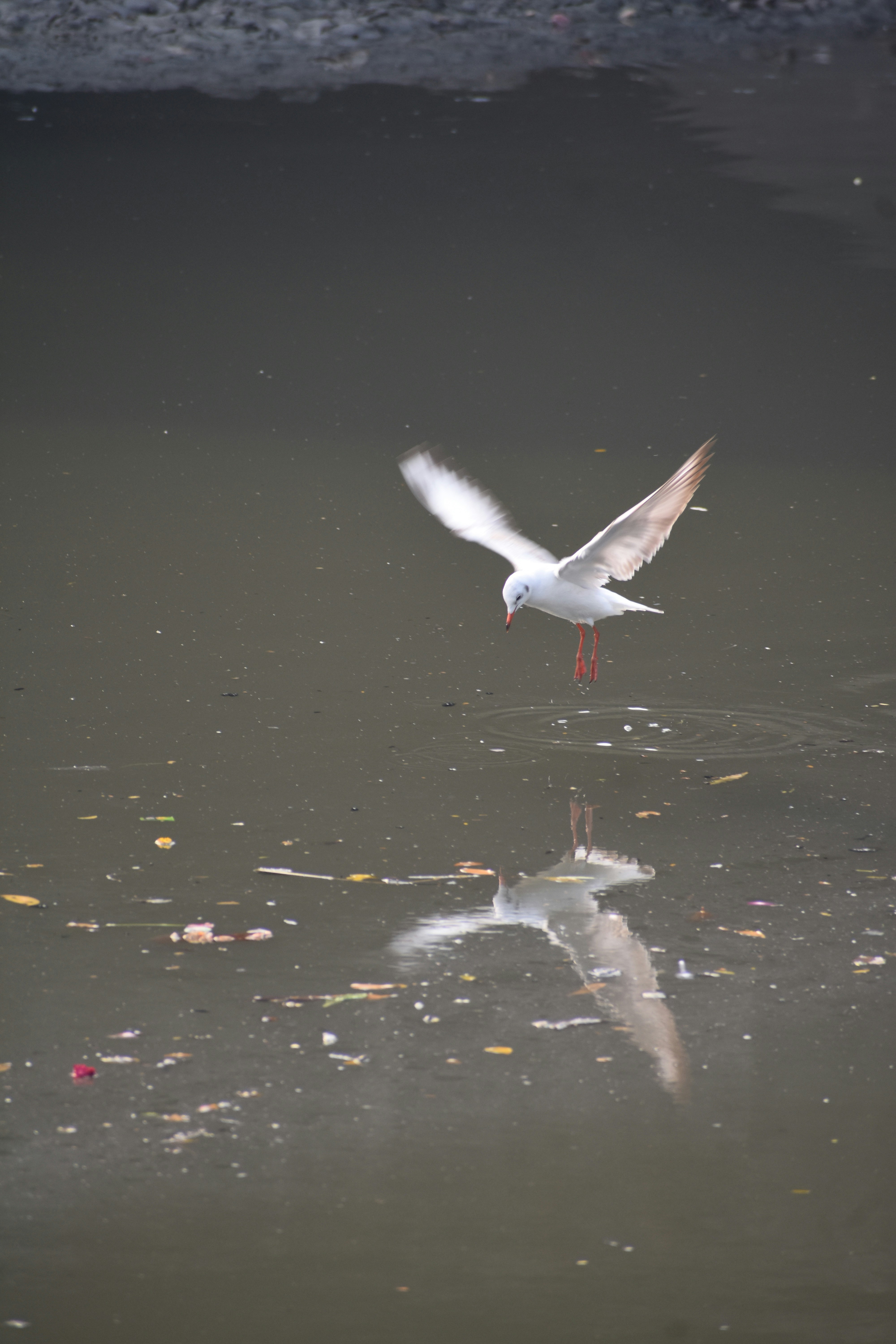 Aerial Drift over a Glassy Pond: Seagull in Silent Flight