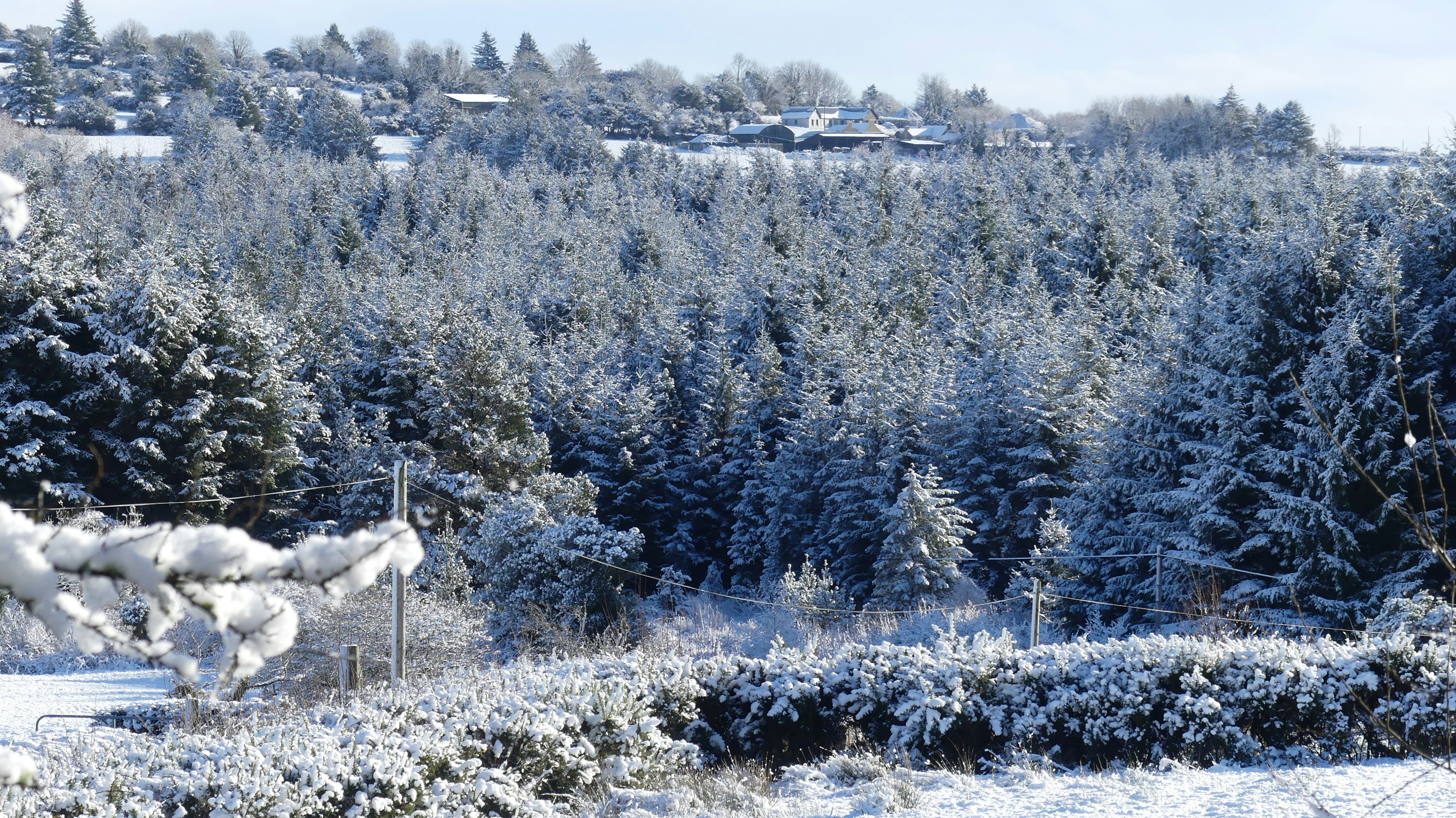 Snow-covered evergreen trees blanket a serene landscape, with distant houses peeking through the frosted branches. The tranquil scene evokes a sense of calm and solitude.