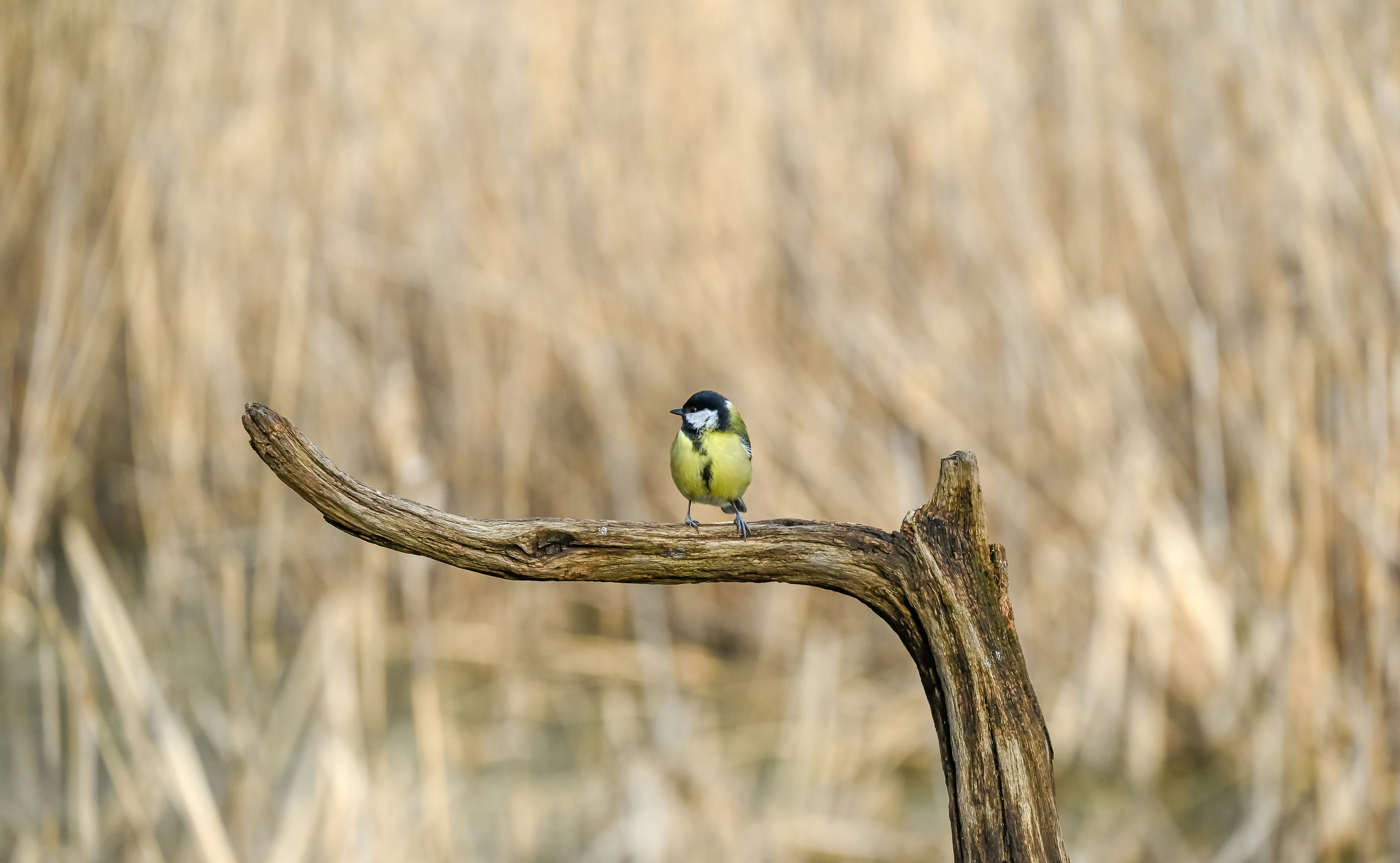 Great Tit on a Weathered Curve: Quiet Moment in the Reed Field