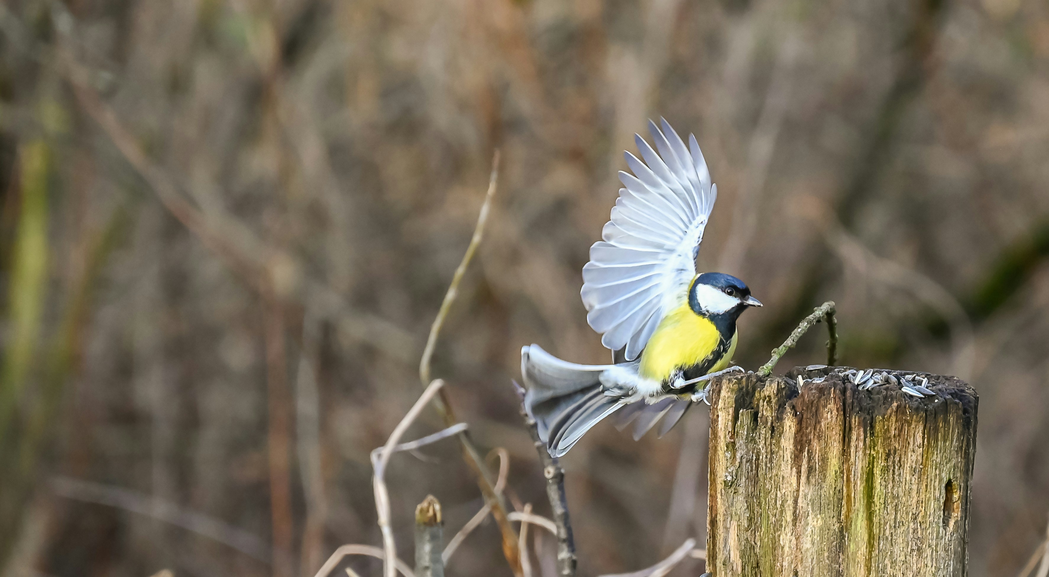 Wing-Unfurling Moment: Great Tit on a Weathered Post
