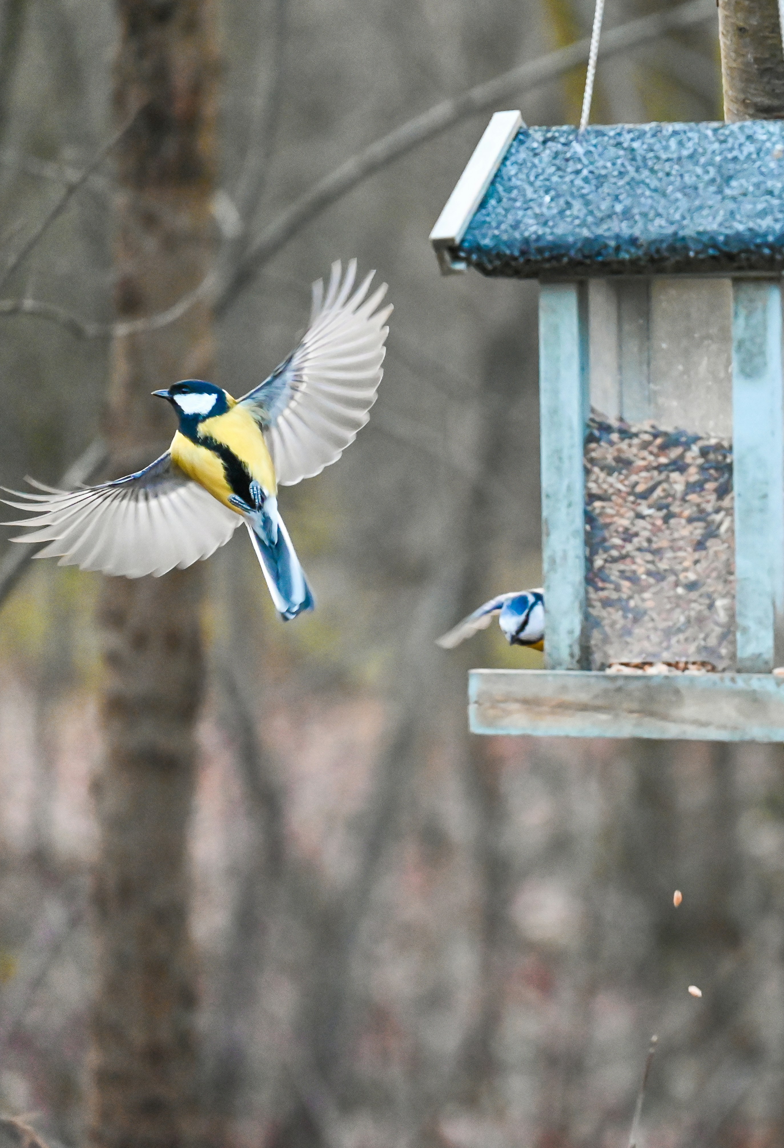 A couple of birds flying next to a bird feeder photo – Free Bird Image ...
