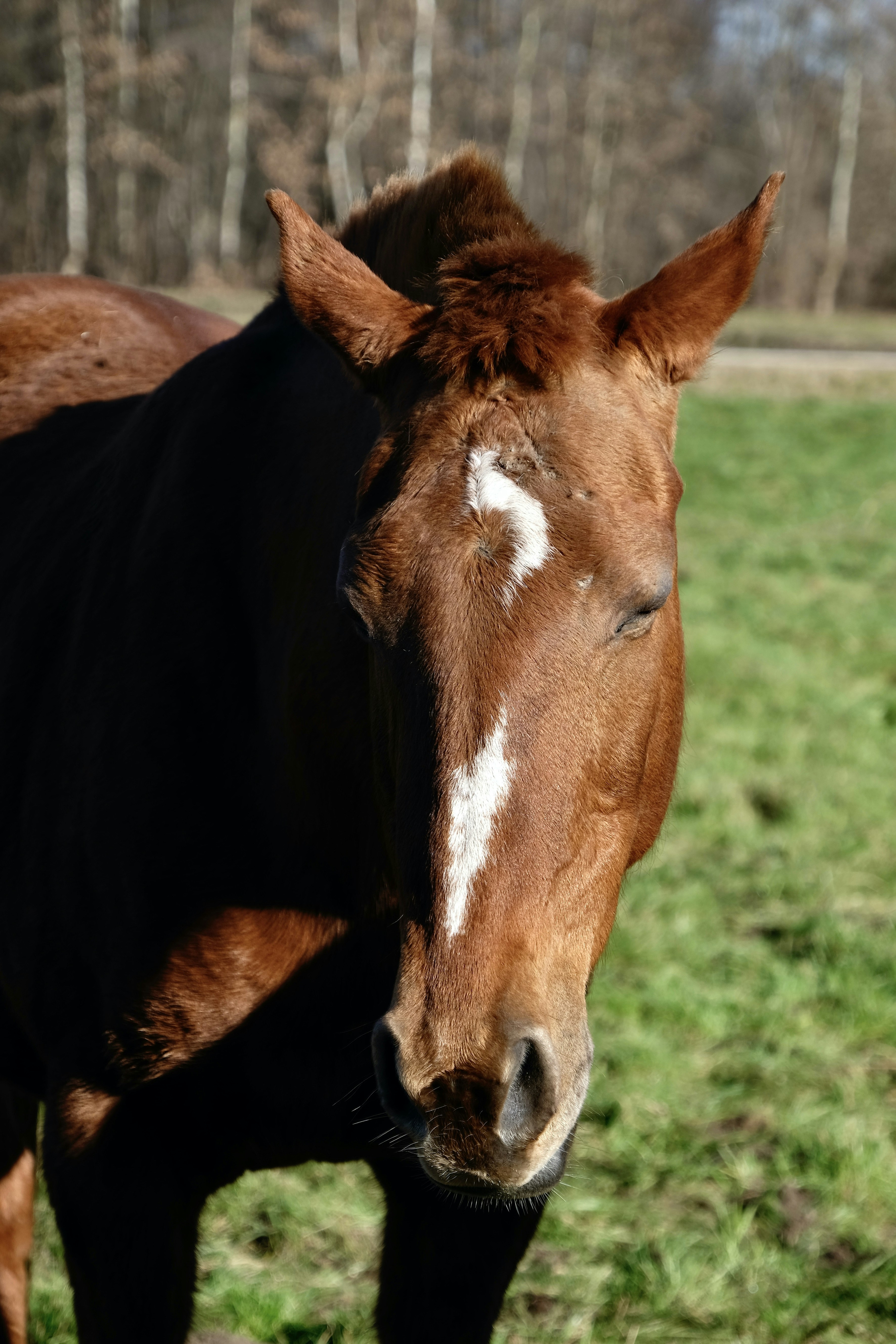 Un cheval brun debout au sommet d’un champ verdoyant photo – Photo ...