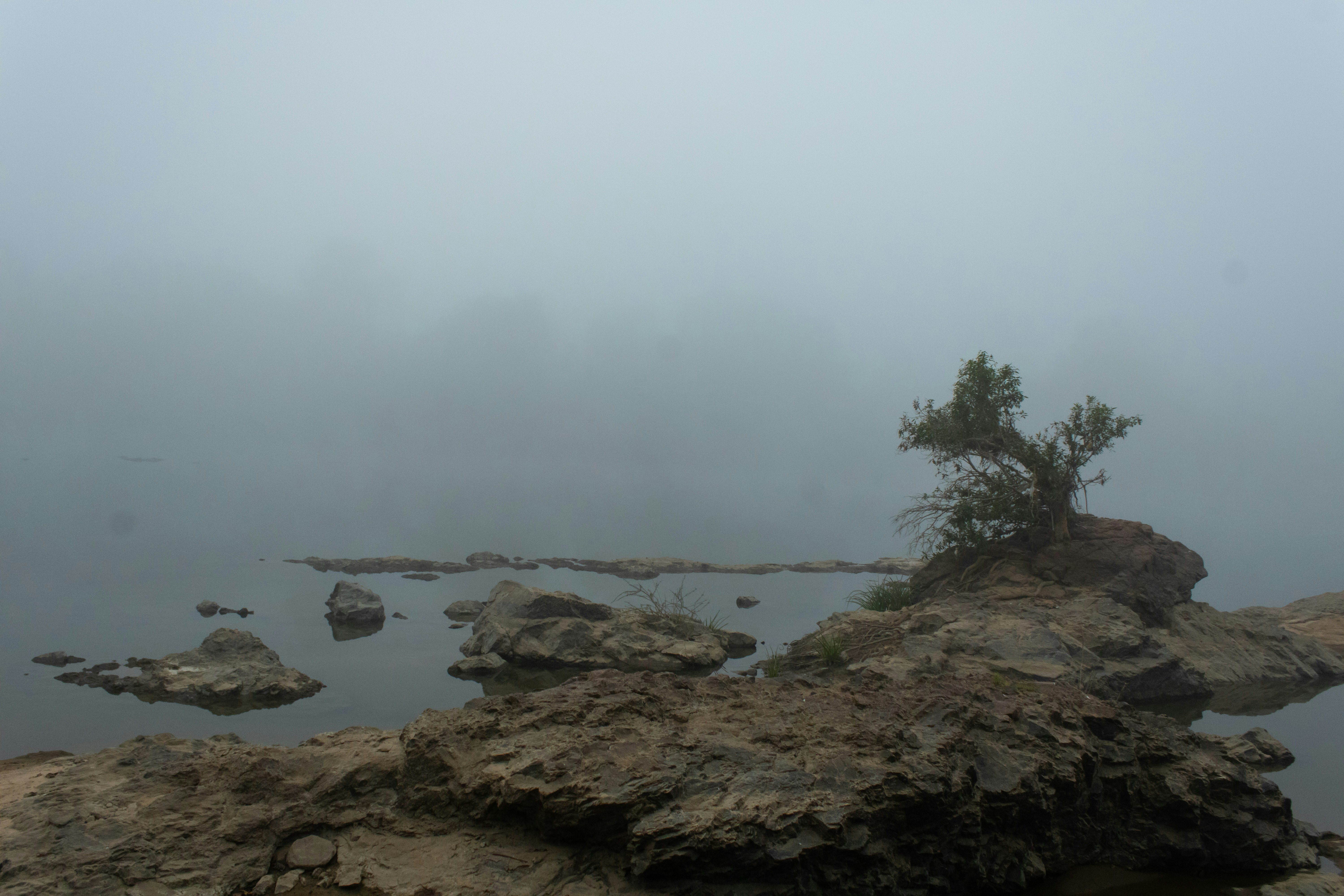 Landscape view of river bed with a tree and foggy background
