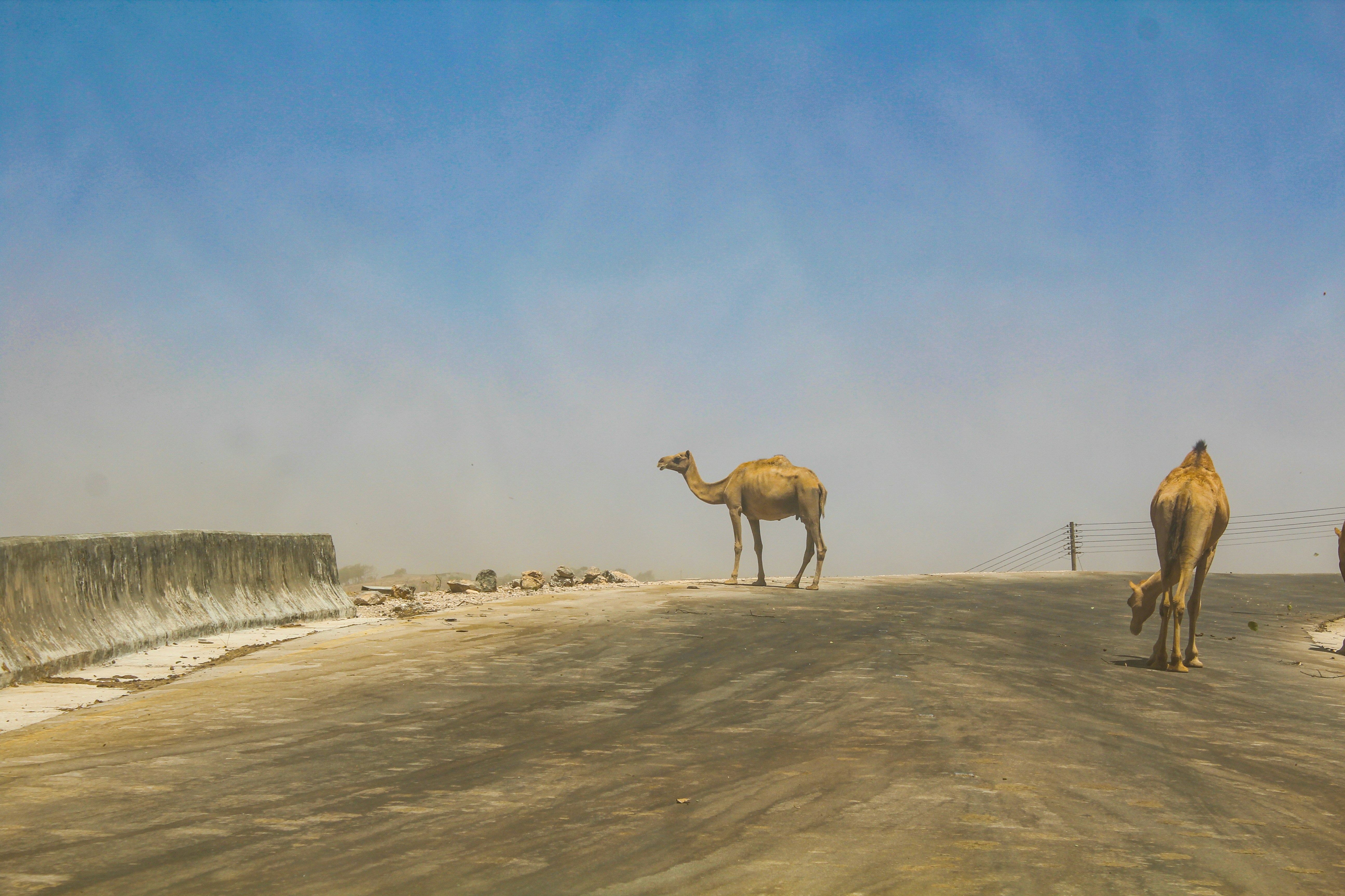 Camels strolling along a sunlit desert road under a clear blue sky.