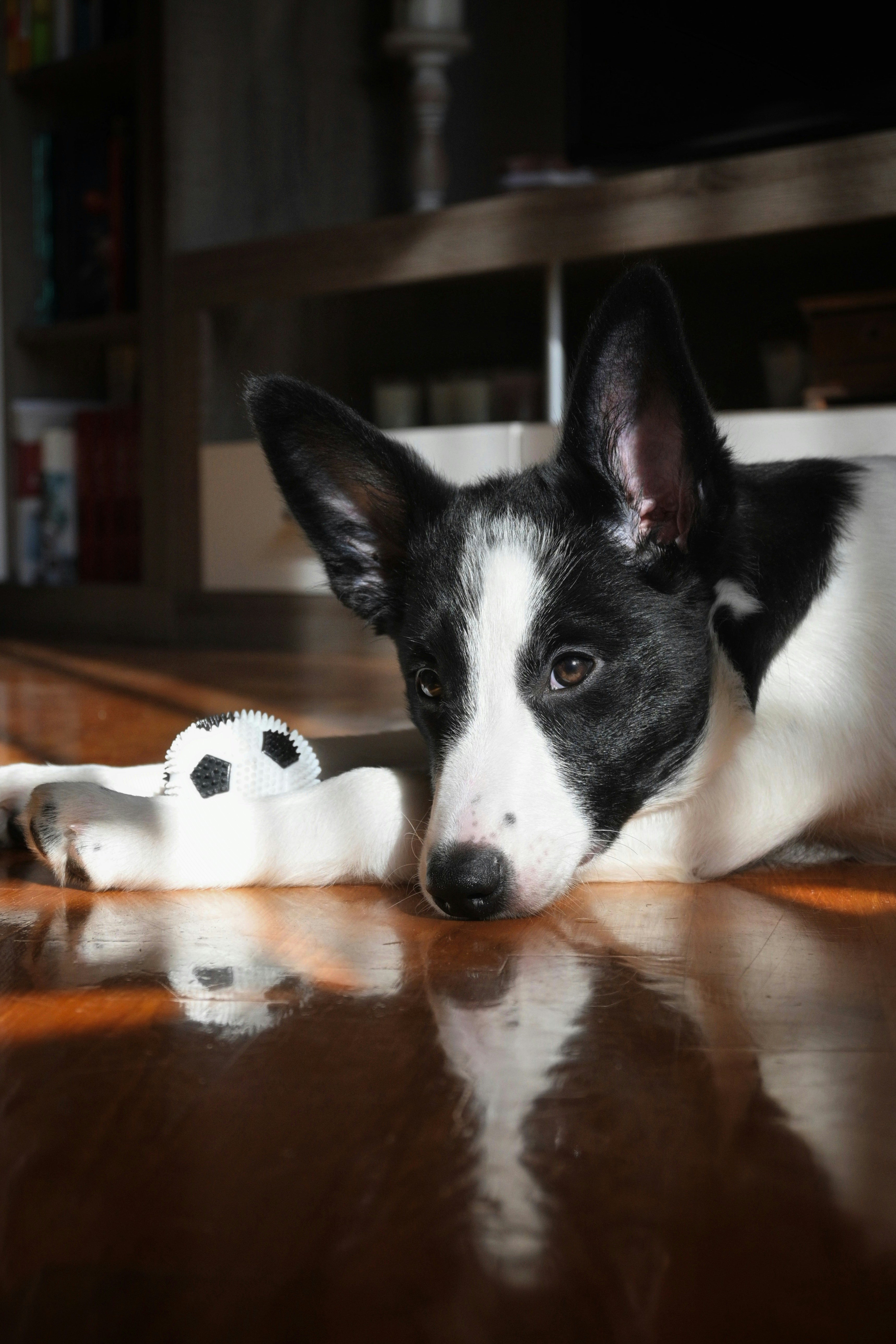 Black-and-White Collie Portrait with Toy on Sunlit Floor