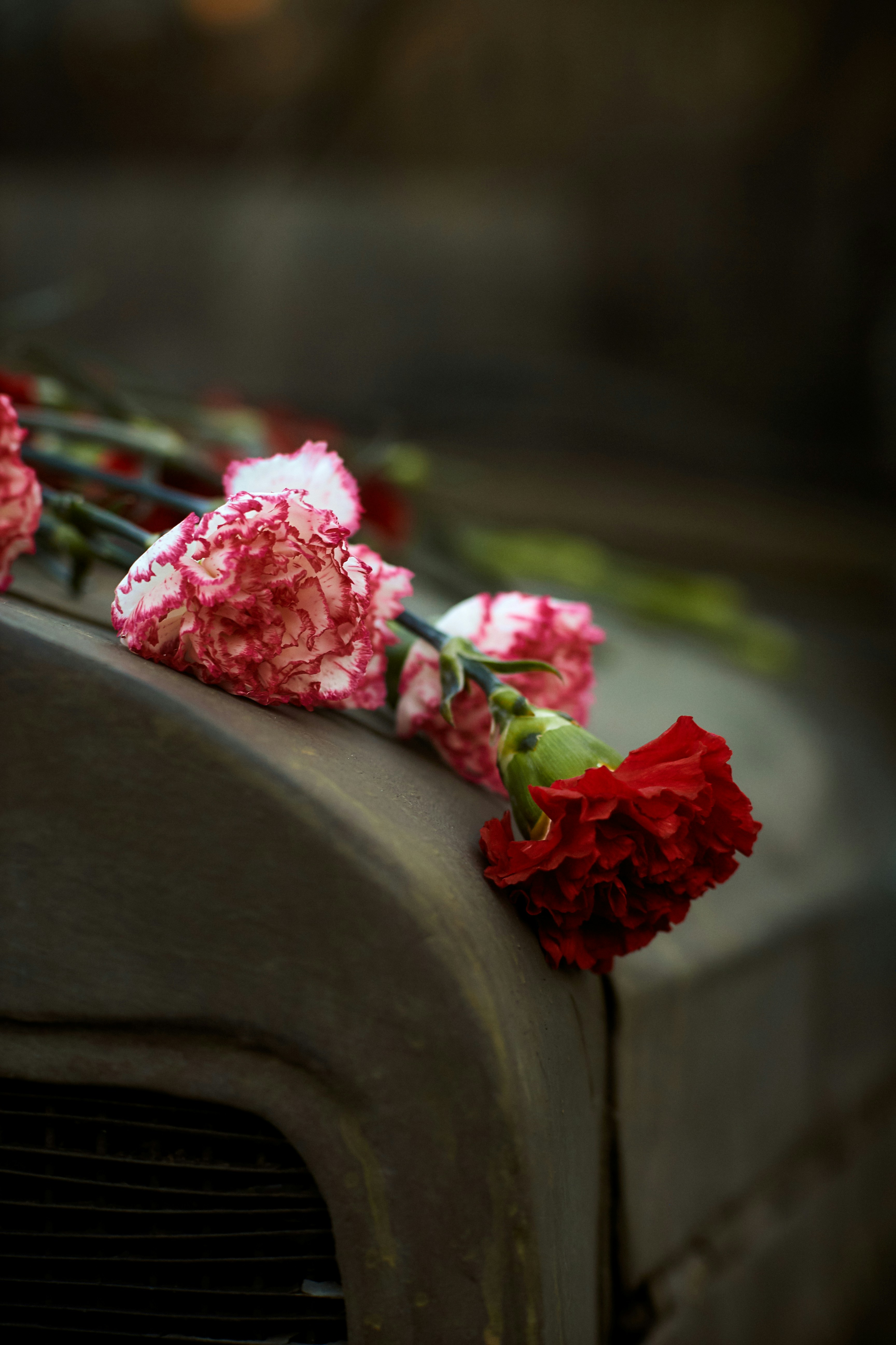 Carnations Draped Over a Weathered Car Hood: Quiet Color Against Rust