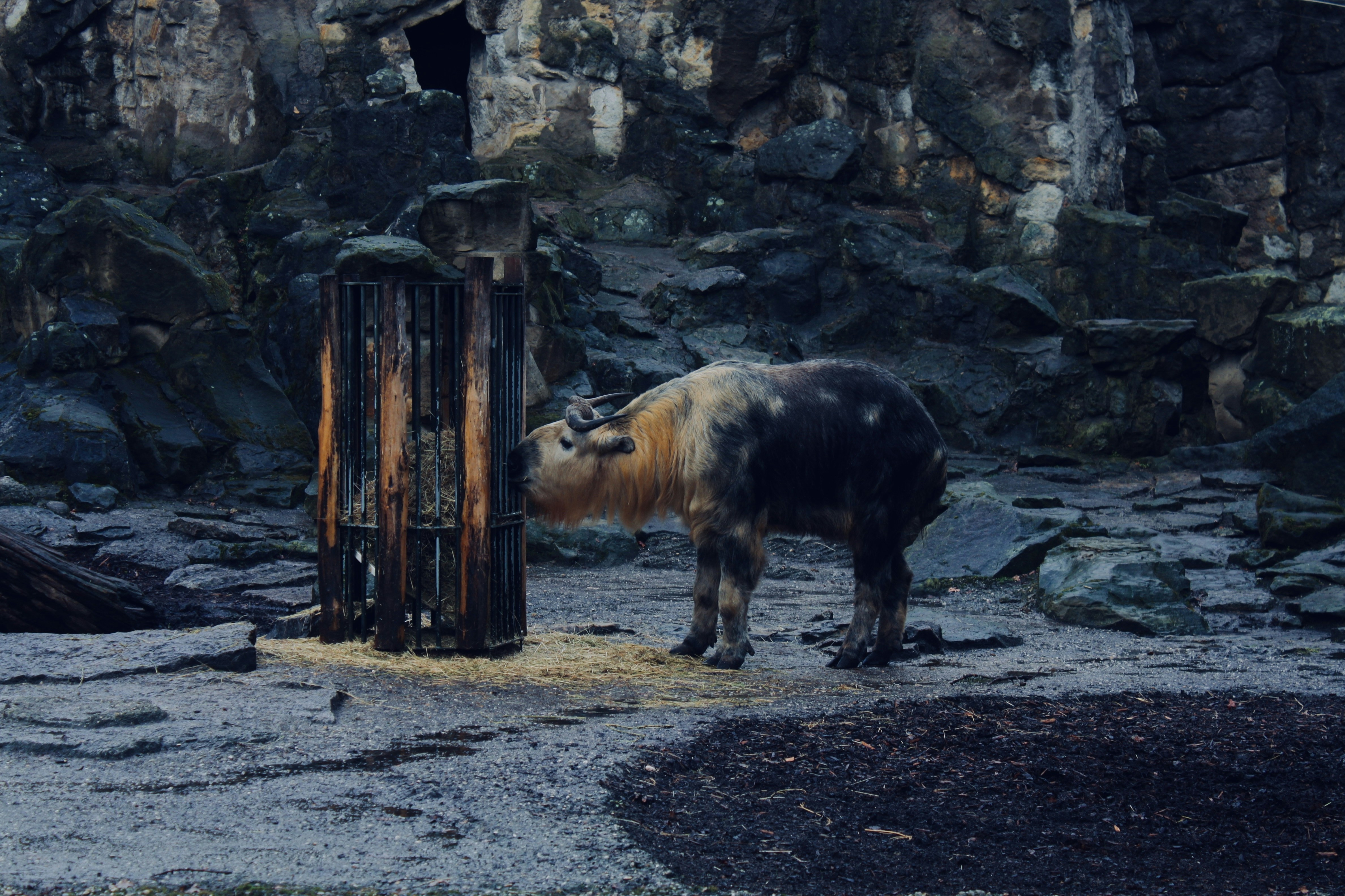 Curiosity in the Quarry: A Black Bear Investigates a Rusted Trash Bin