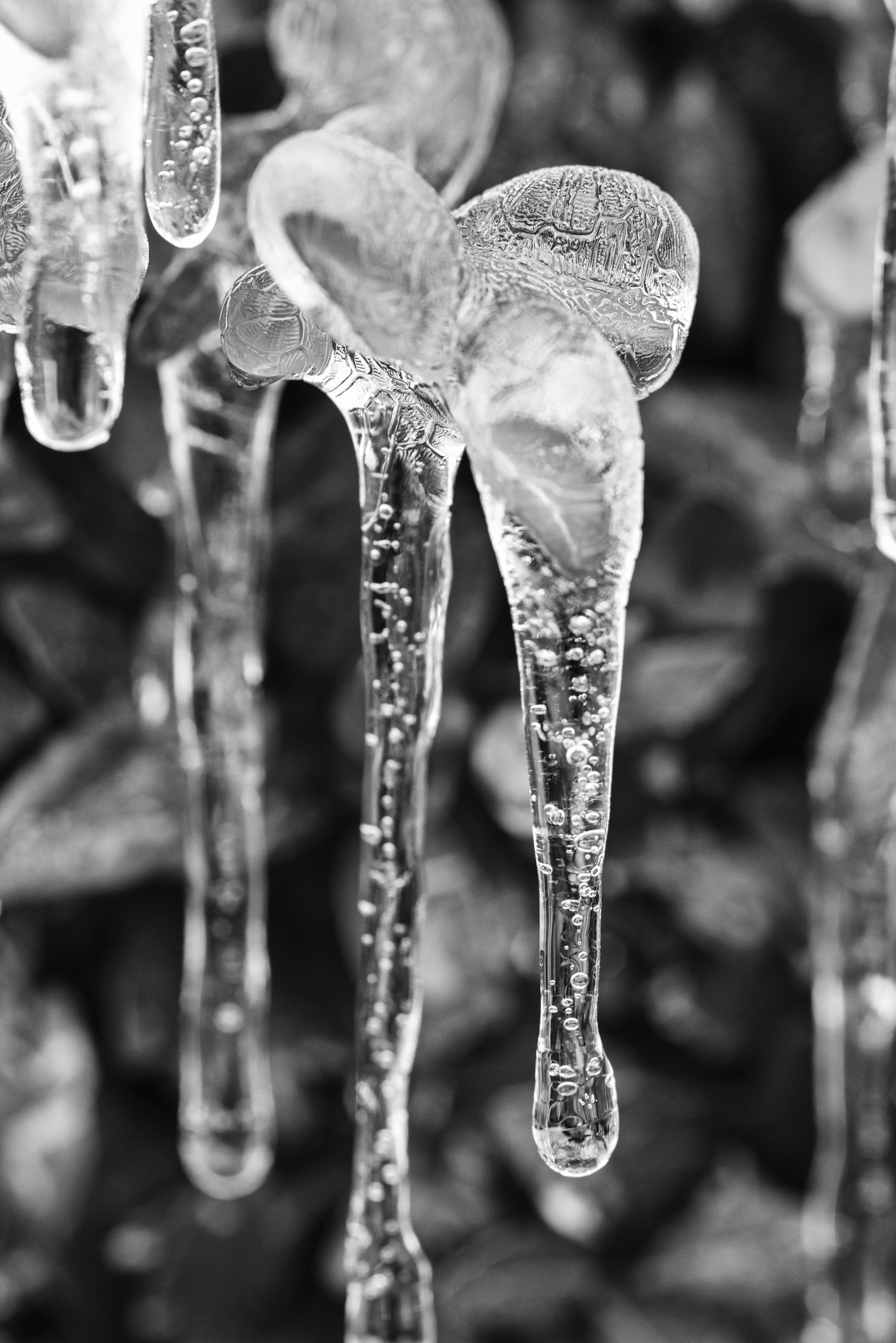 Monochrome Icicle Threads: A Close-Up of Glassy Winter Crystals
