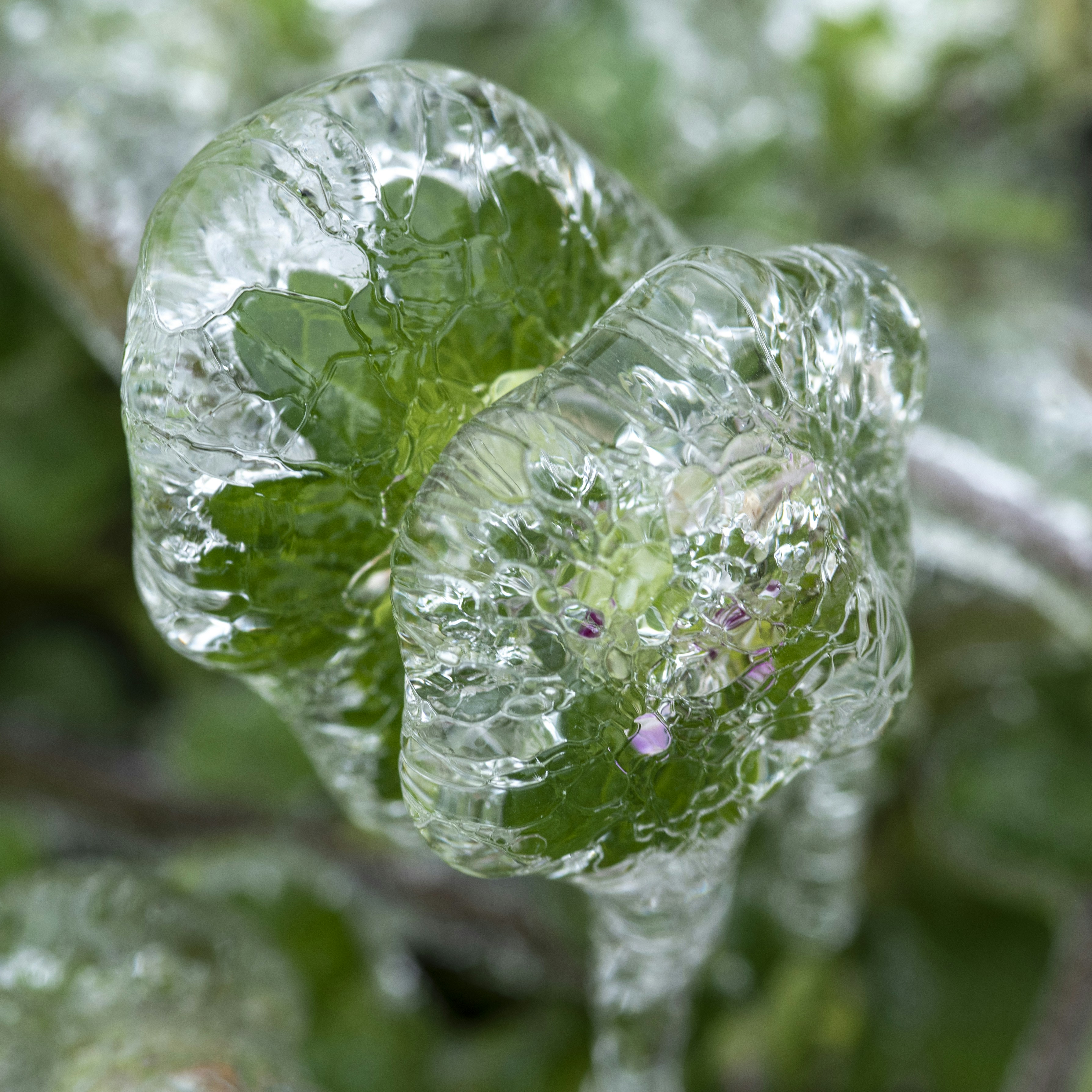 a close up of a green plant with ice on it