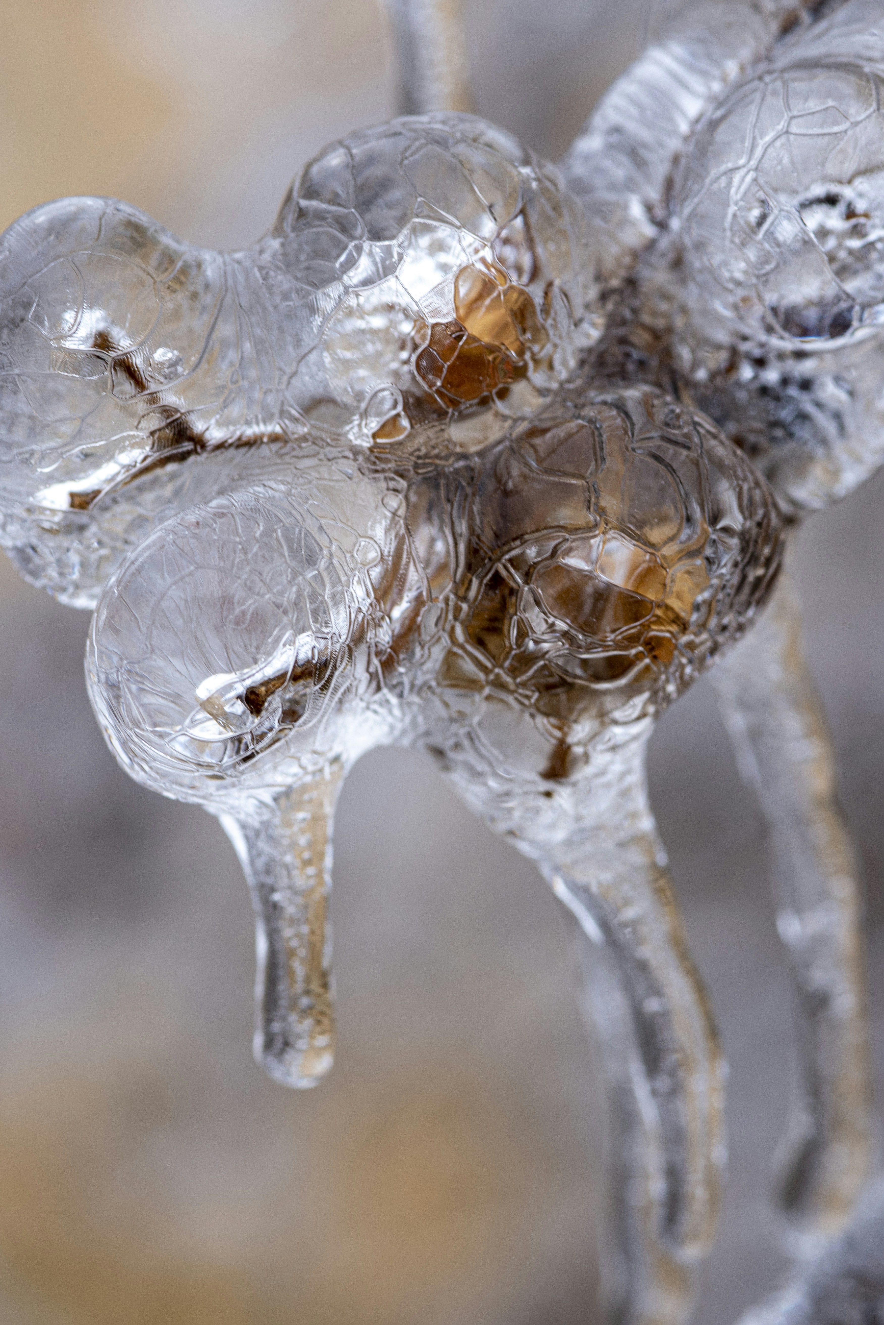 a close up of some ice on a branch