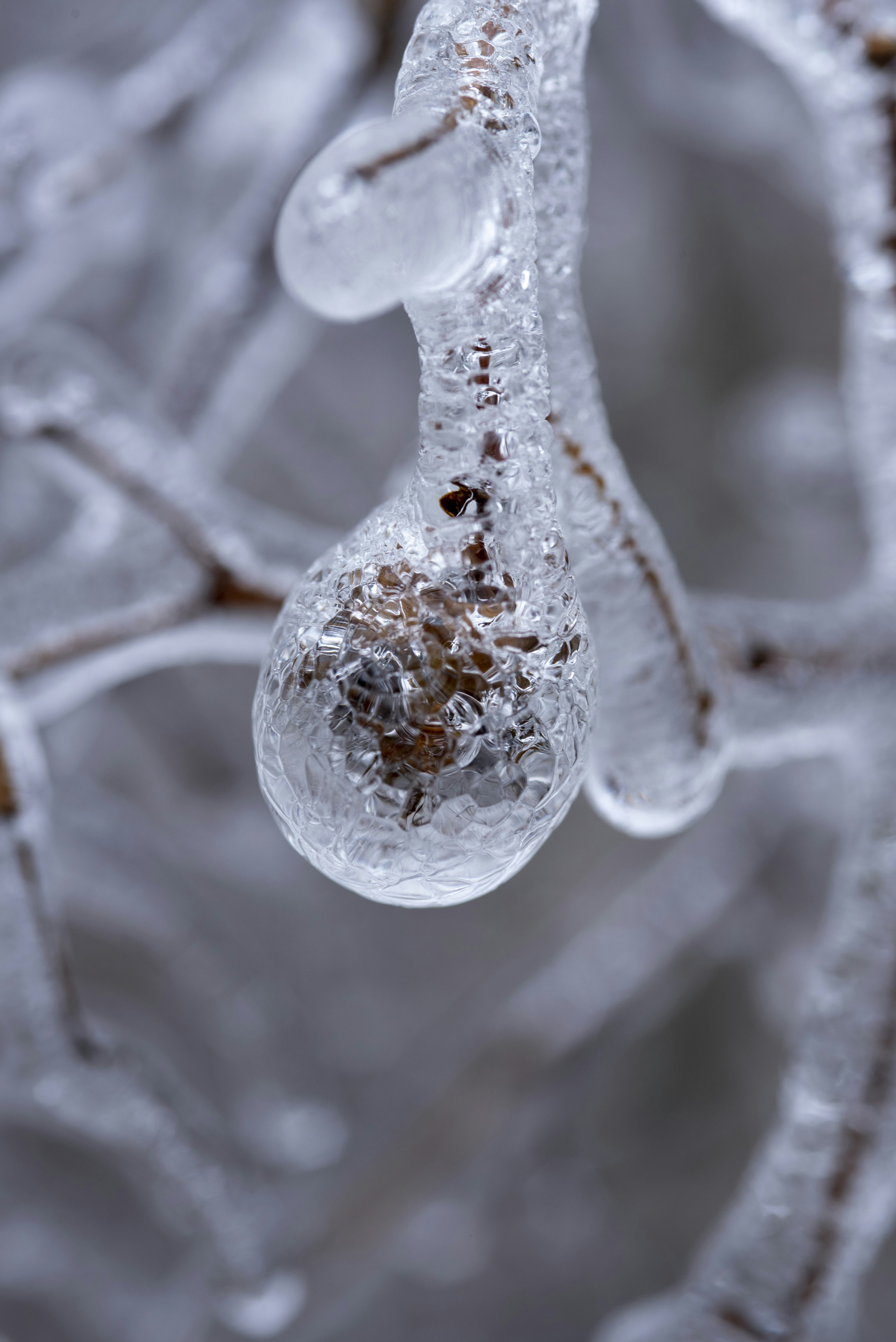 Crystal Teardrop on Frost-Kissed Twig: A Macro Ice Study