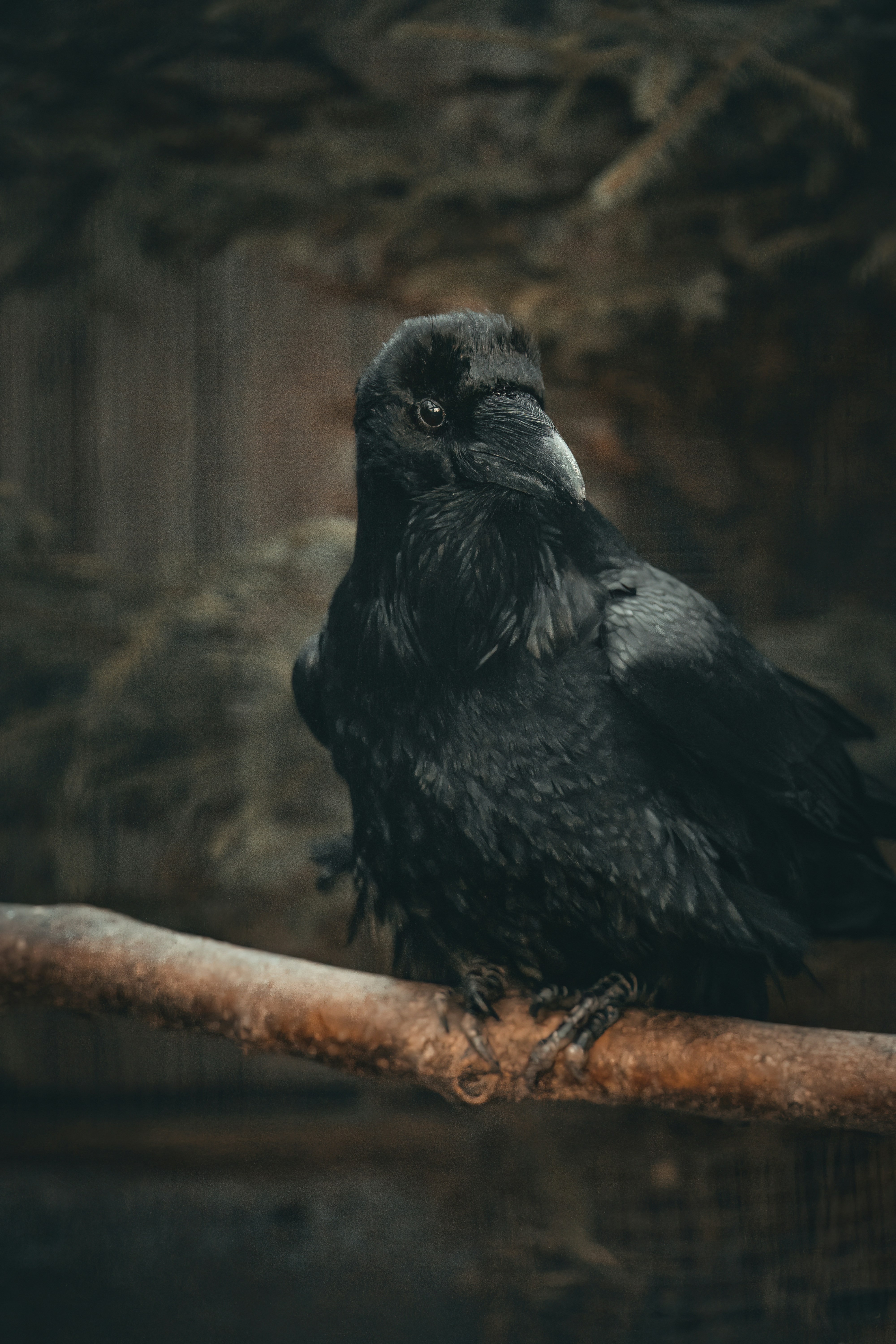 Dark raven perched on a weathered branch inside a dim enclosure, its gaze directed toward the camera.