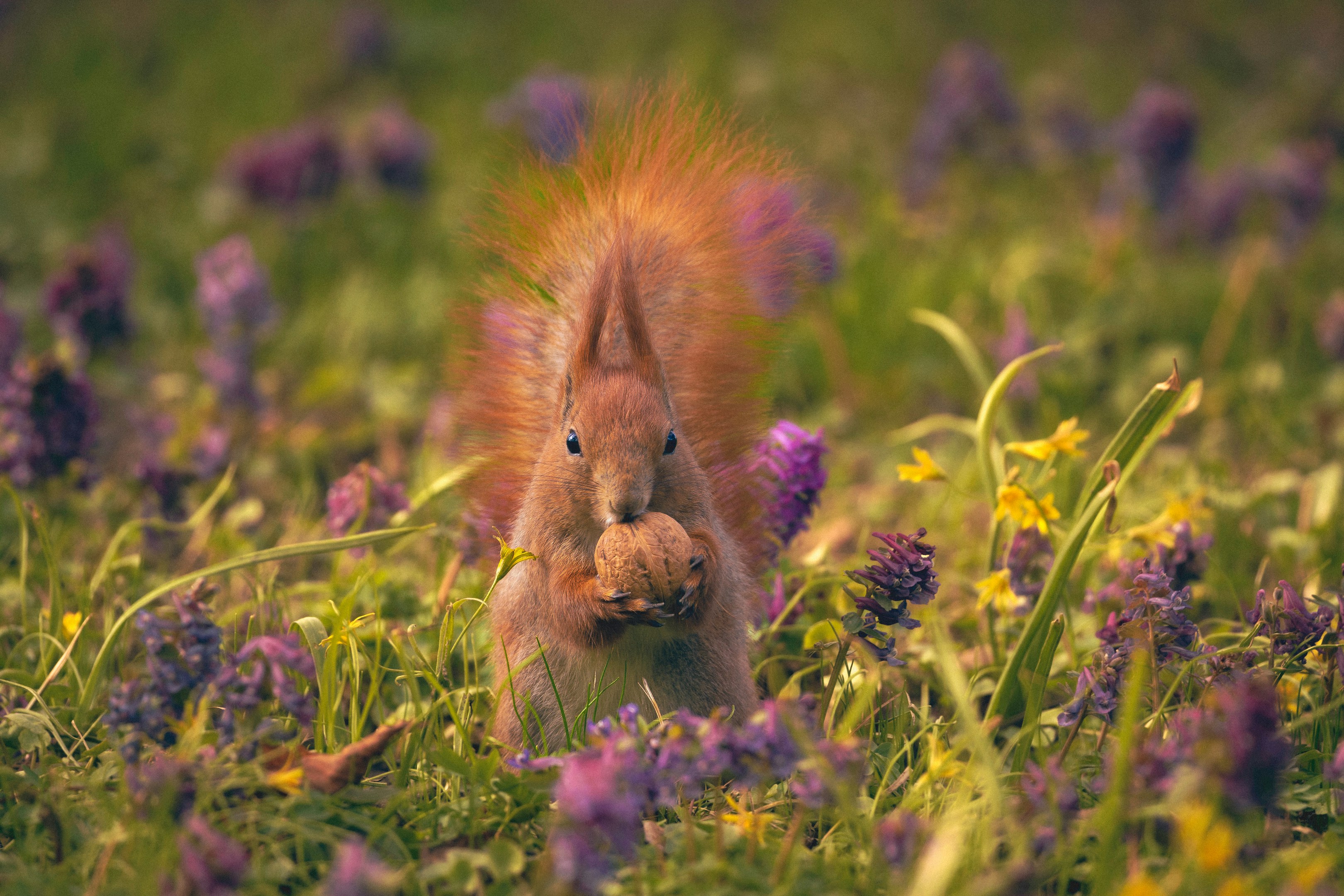 Amber-tailed Squirrel Among Lavender Blooms and Sunlit Meadow