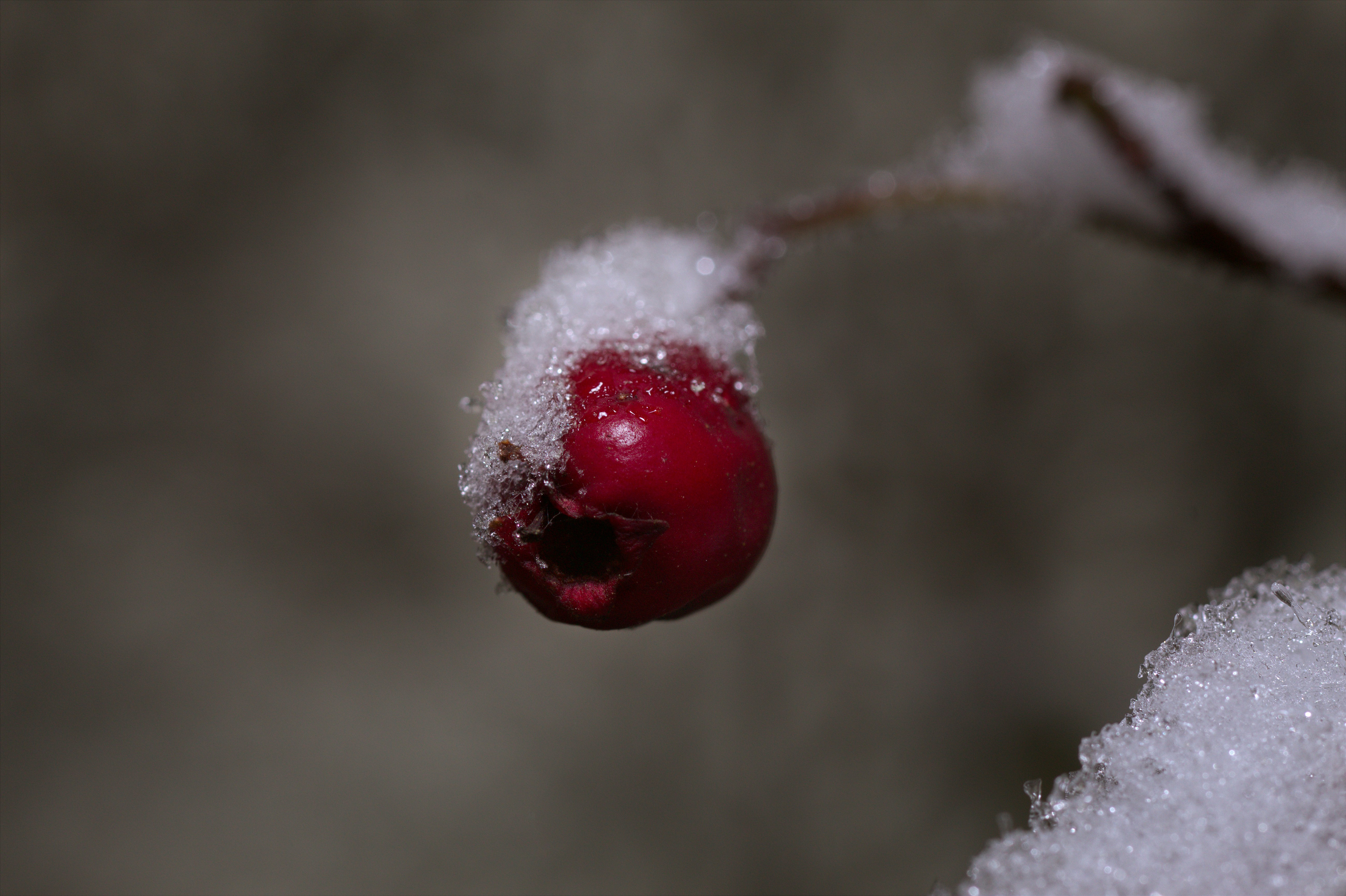 Snow-Kissed Crimson: A Winter Moment on a Frosted Berry