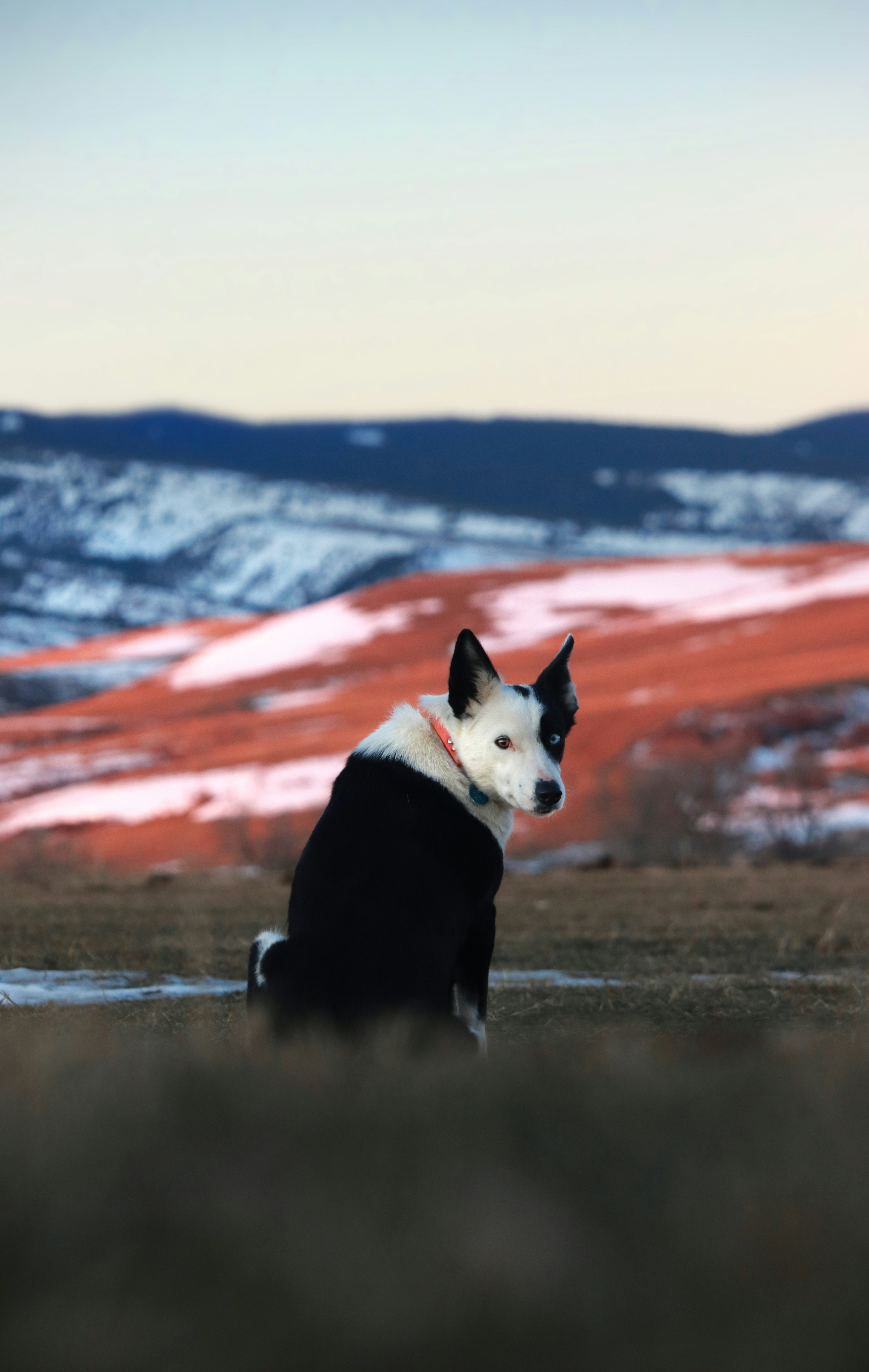 Border collie on top of hillside in front of Bighorn Mountains
