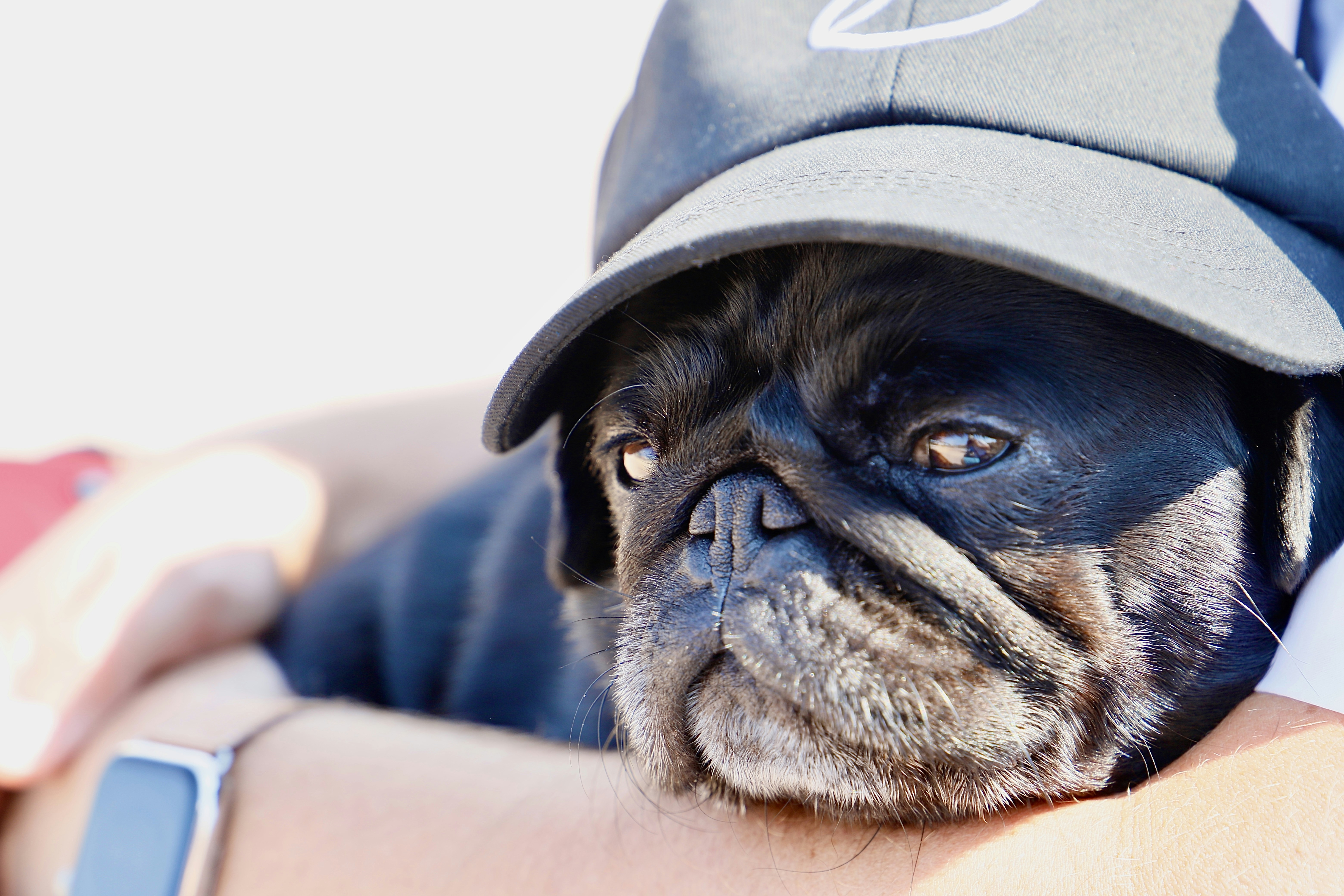 A pug dog wearing a baseball cap while being held by a person photo ...
