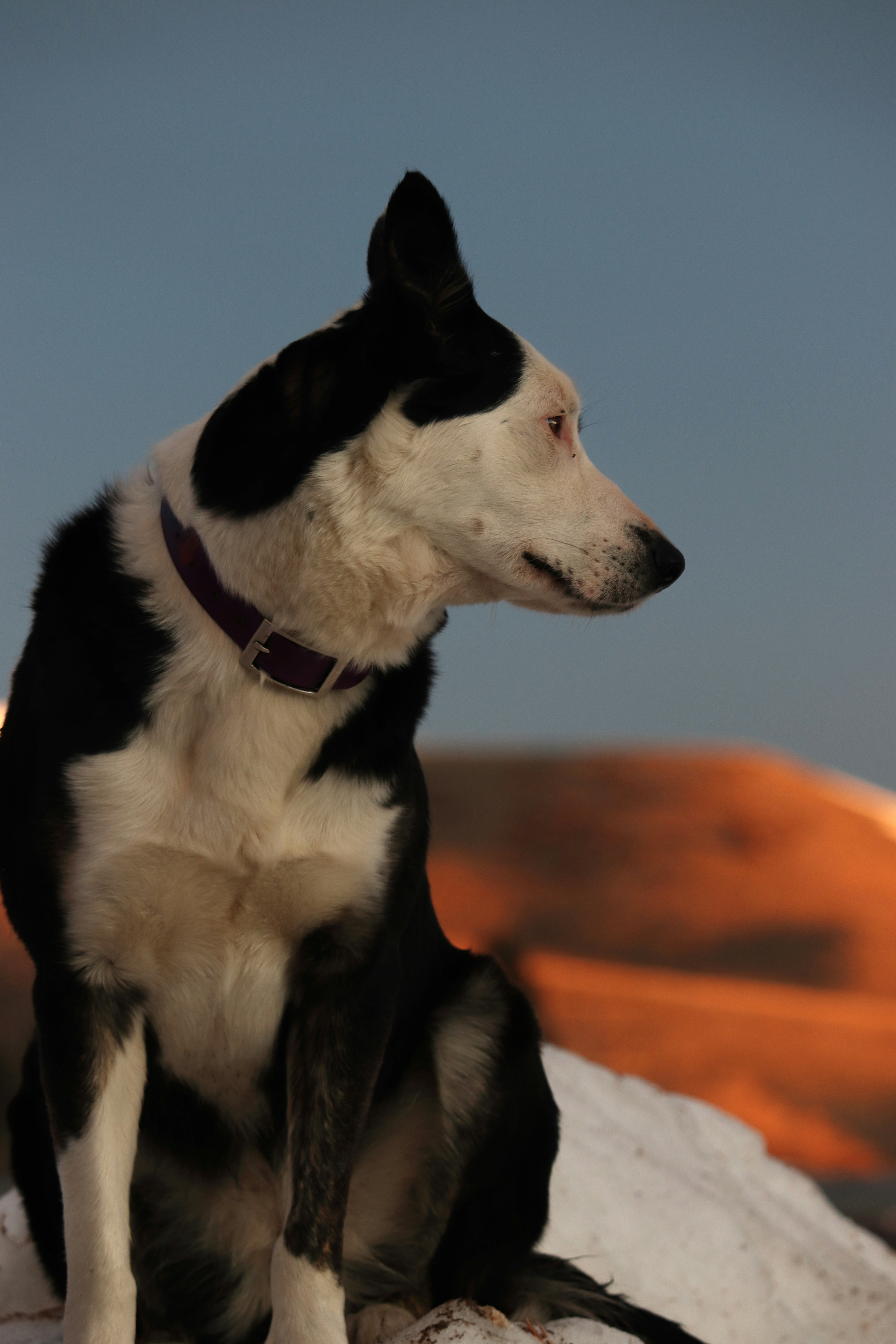 Silent Sentinel: A Husky Portrait Against Desert Sunset